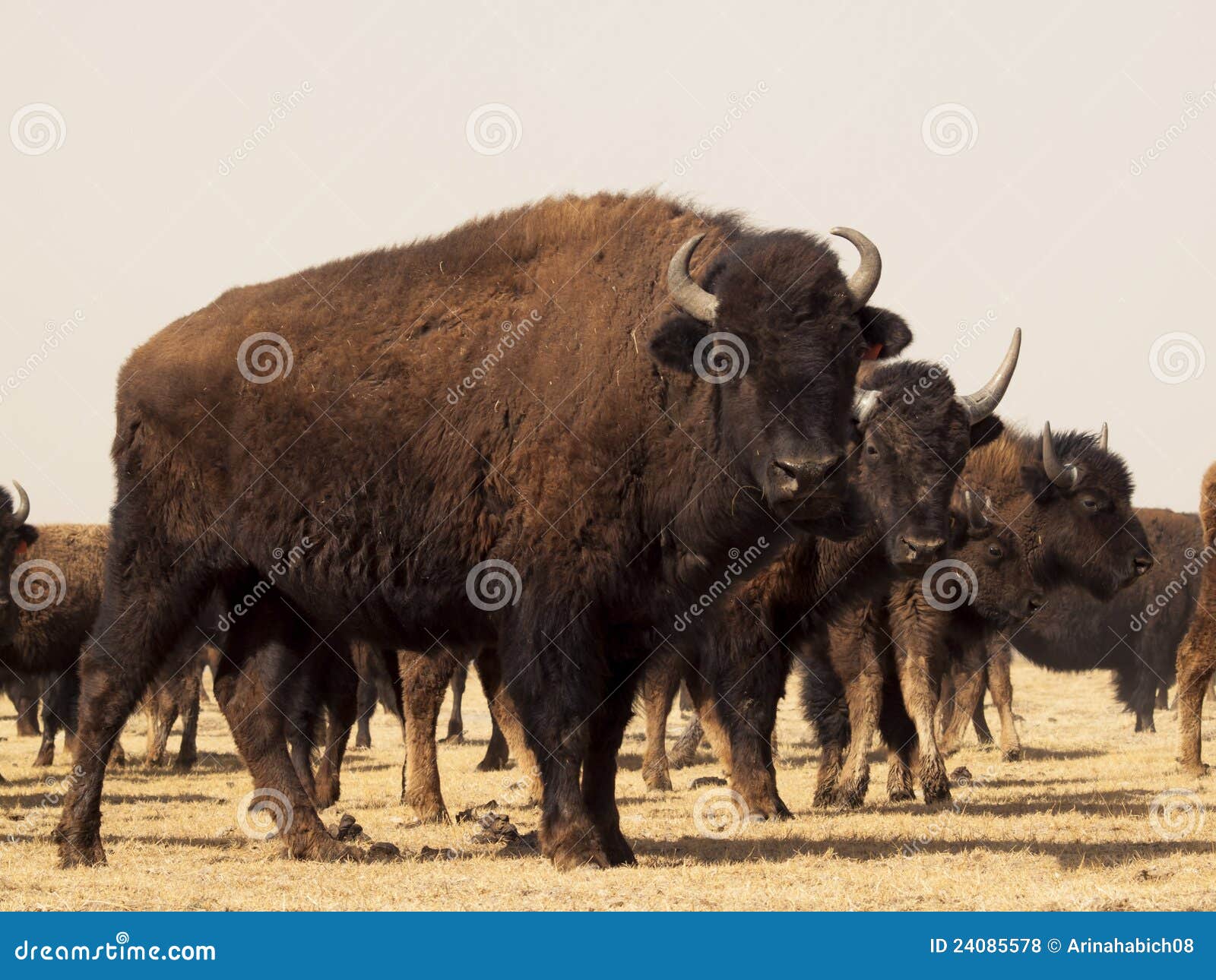 Buffalo Ranch stock photo. Image of domestic, ranch, wild - 24085578