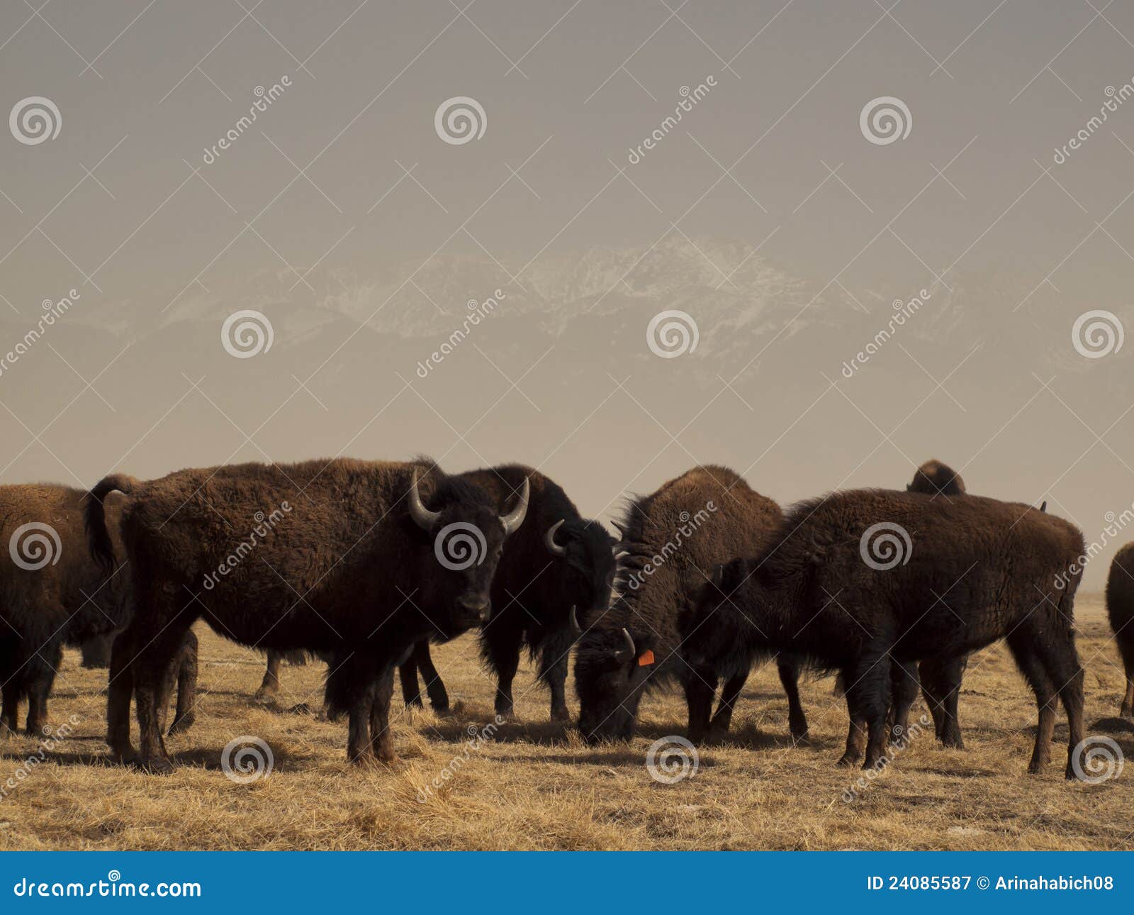 Buffalo Ranch stock image. Image of grass, great, conservation - 24085587