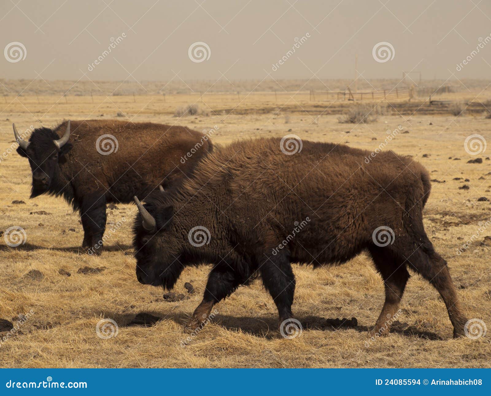 Buffalo Ranch stock photo. Image of alamosa, bison, conservation - 24085594