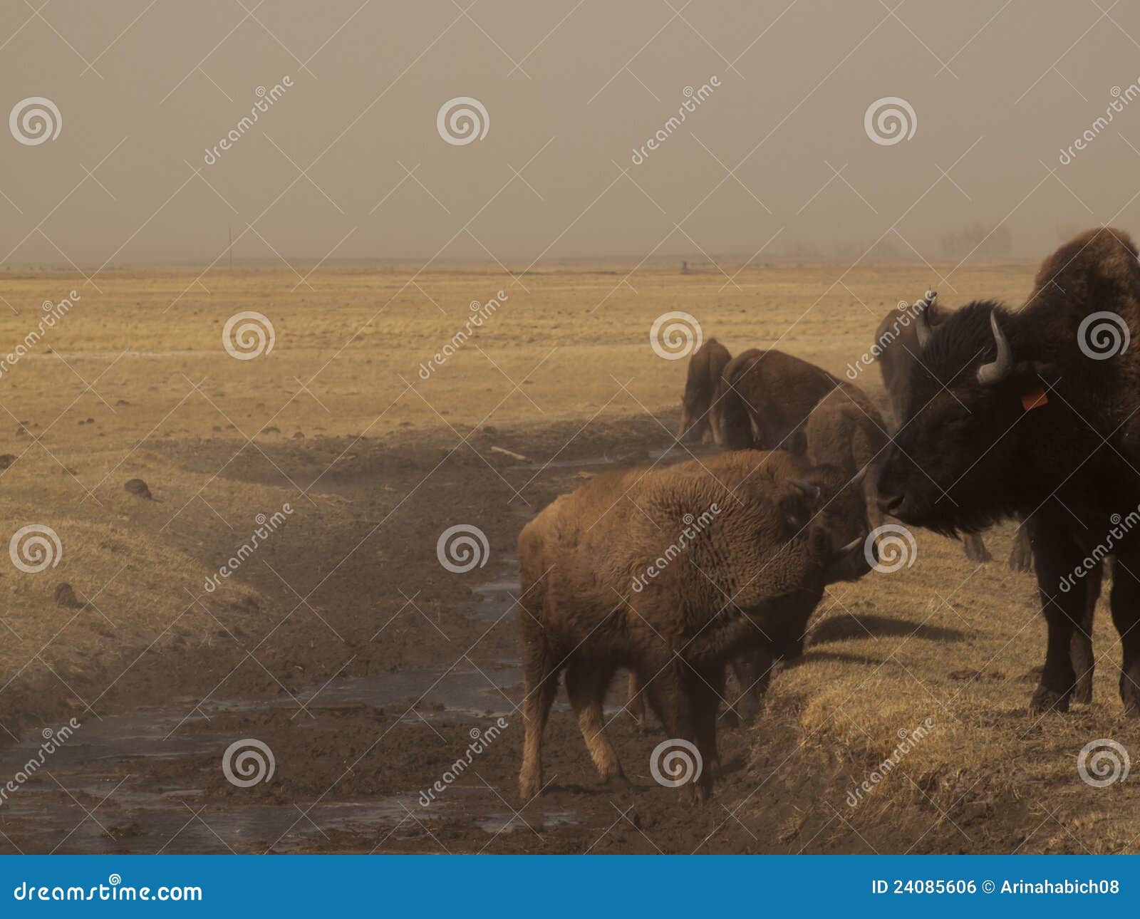 Buffalo Ranch stock photo. Image of horns, prairie, herd - 24085606