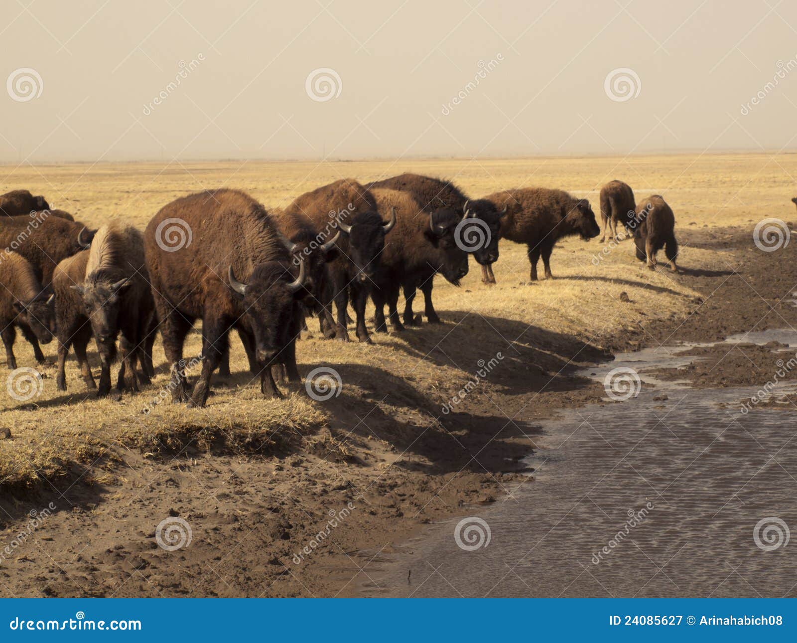 Buffalo Ranch stock image. Image of dunes, horns, river - 24085627