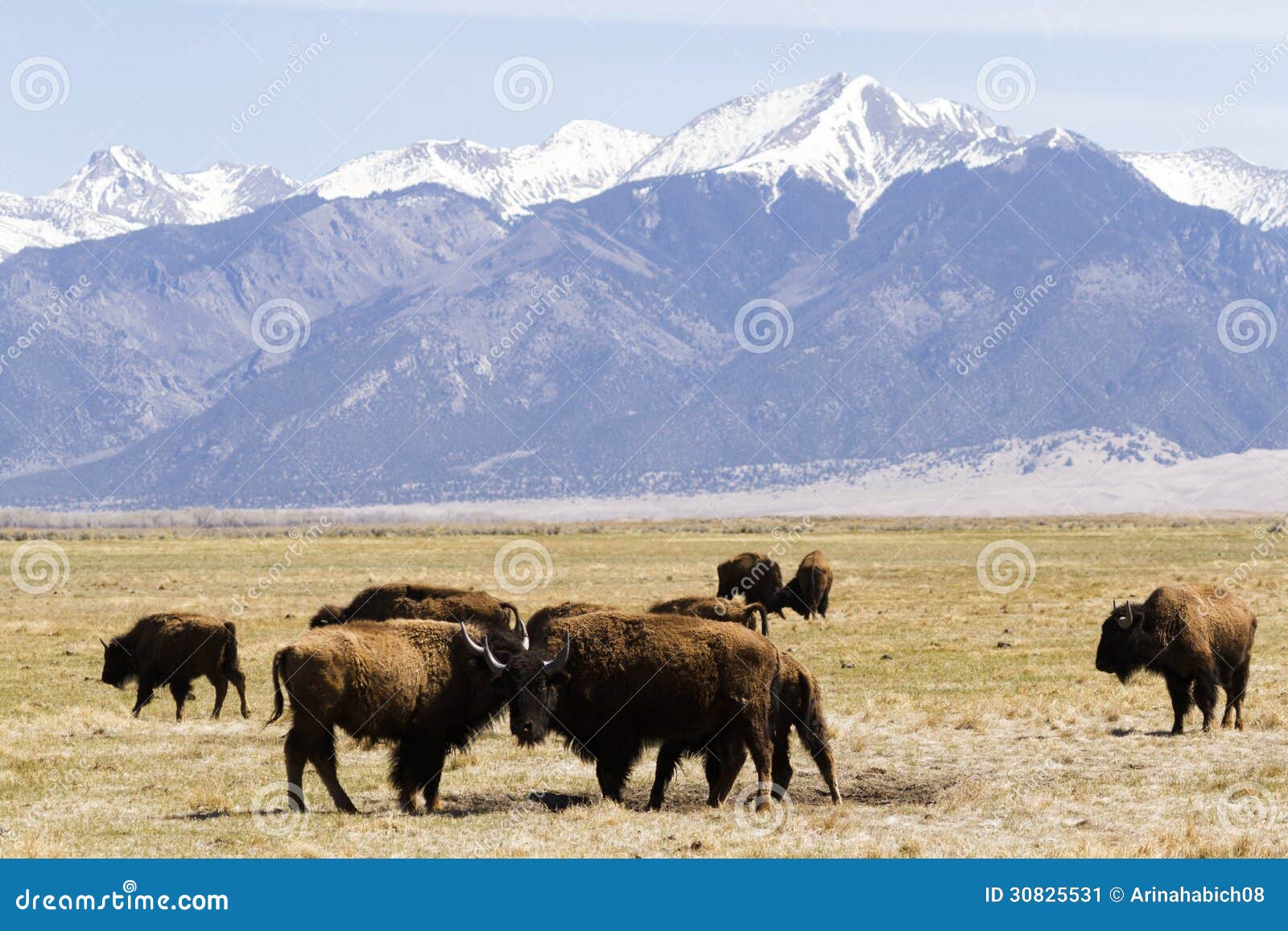 Buffalo ranch stock image. Image of horns, herbivore - 30825531