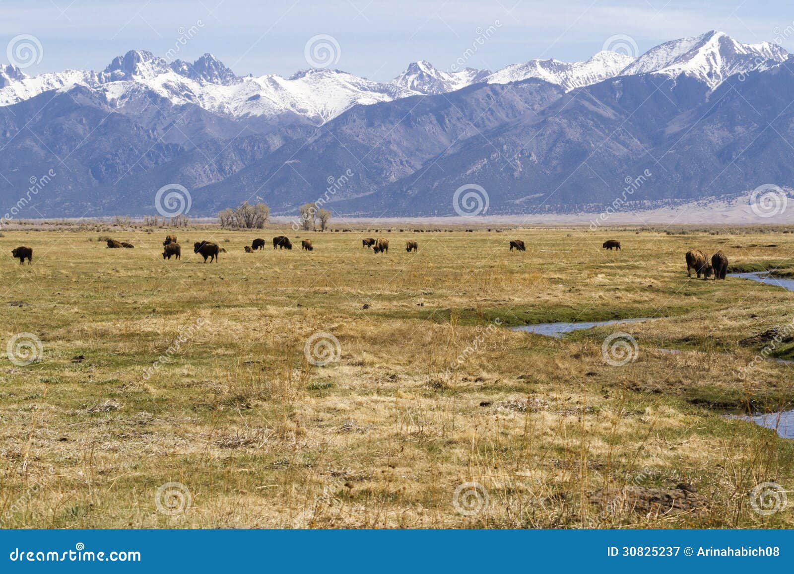 Buffalo ranch stock image. Image of county, park, herd - 30825237