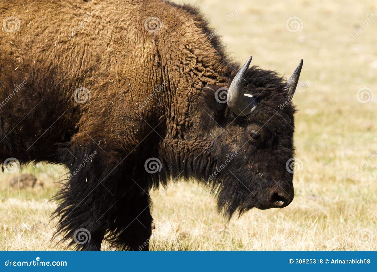 Buffalo ranch stock photo. Image of landforms, park, mountains - 30825318