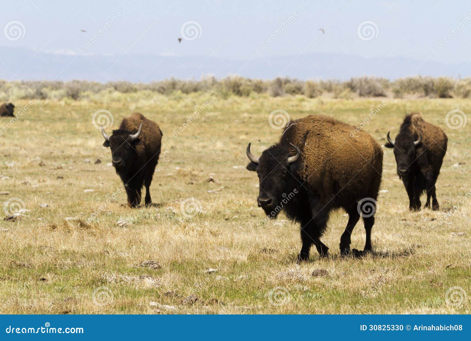 Buffalo ranch stock photo. Image of landforms, bovinae - 30825330
