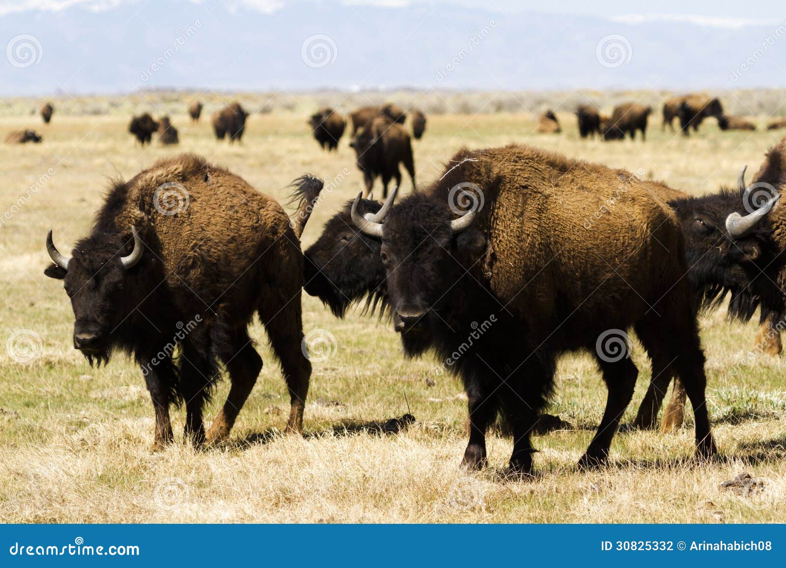 Buffalo ranch stock photo. Image of herd, gang, creek - 30825332