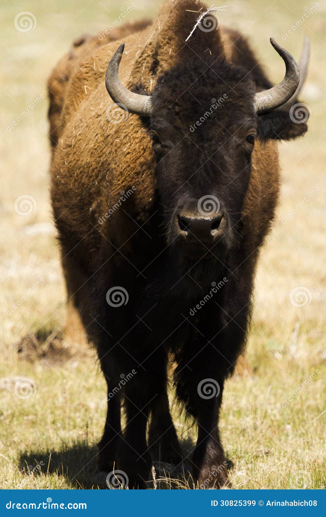 Buffalo ranch stock image. Image of group, buffalo, horns - 30825399