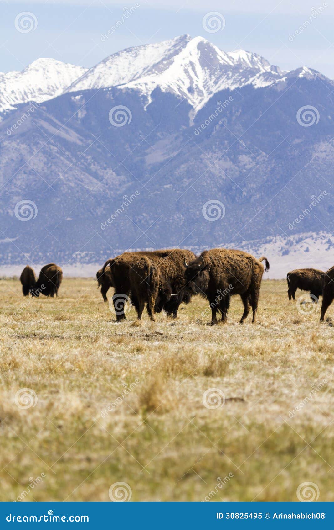 Buffalo ranch stock image. Image of american, animal - 30825495