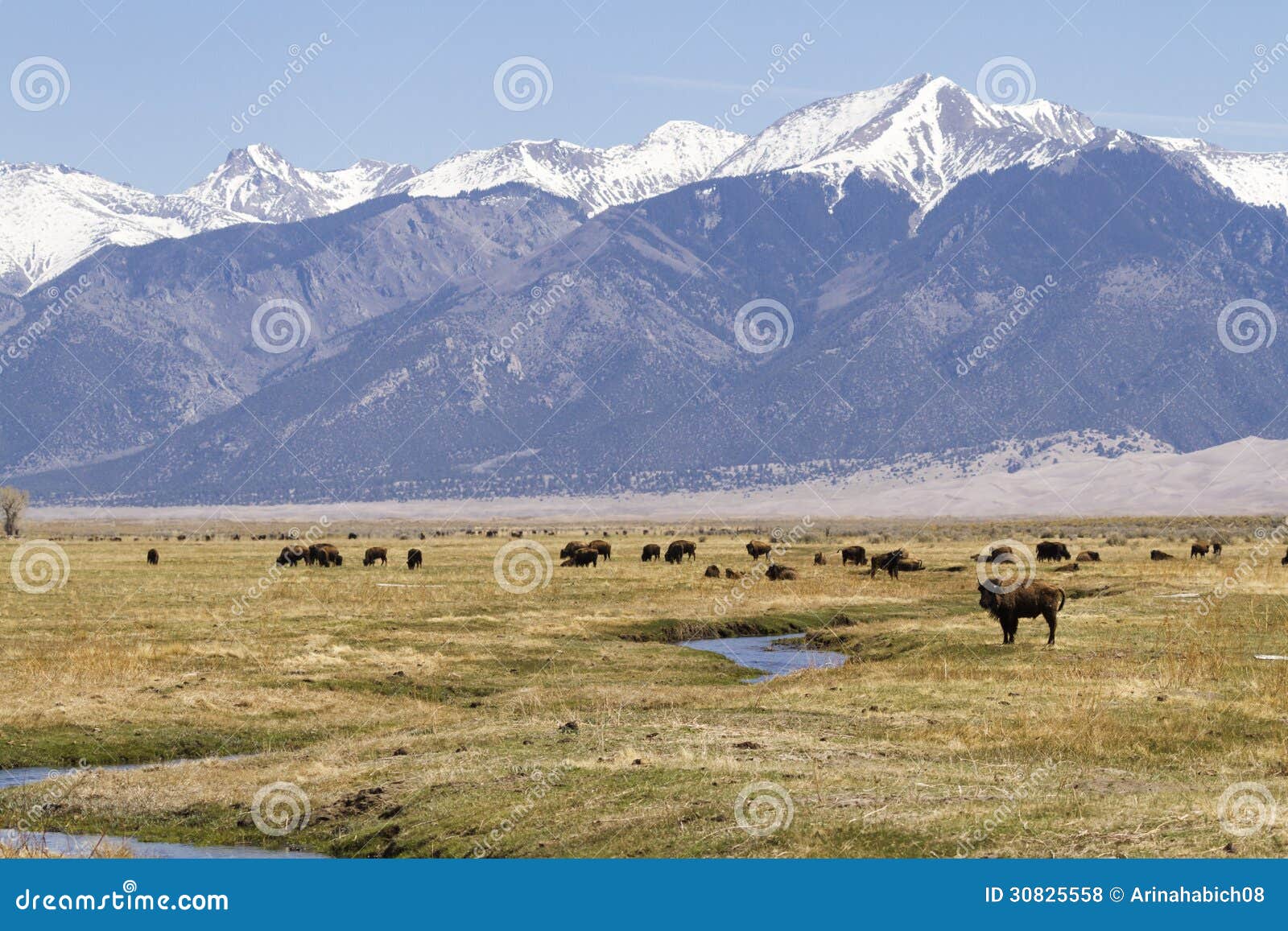 Buffalo ranch stock photo. Image of county, large, grassland - 30825558