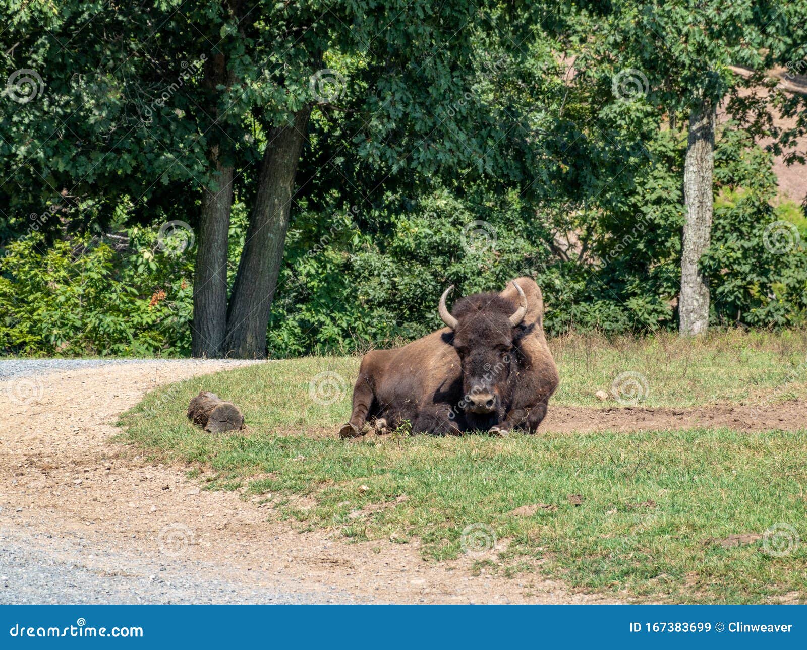 Buffalo on the Range stock image. Image of country, herbivore - 167383699