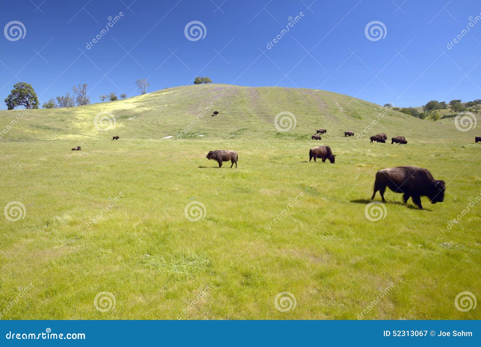 Buffalo on the Range Off Route 58 West of Bakersfield, CA Stock Image ...