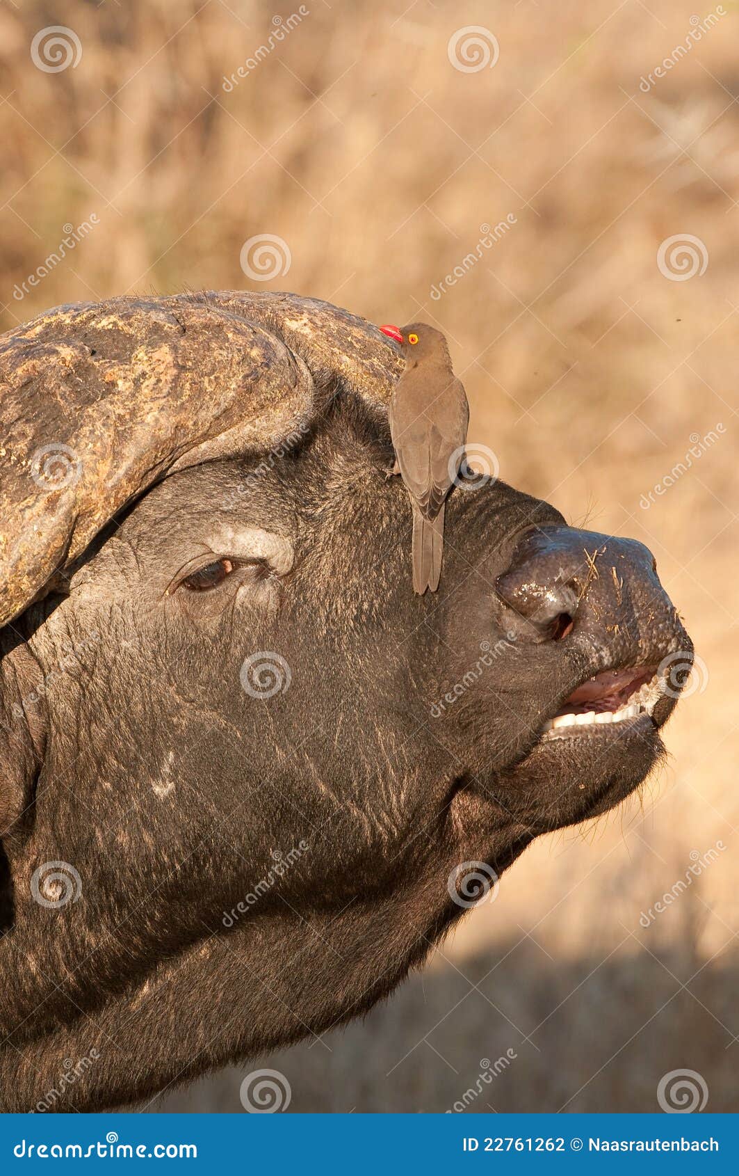 Buffalo with Red-billed Oxpecker Stock Photo - Image of caffer ...