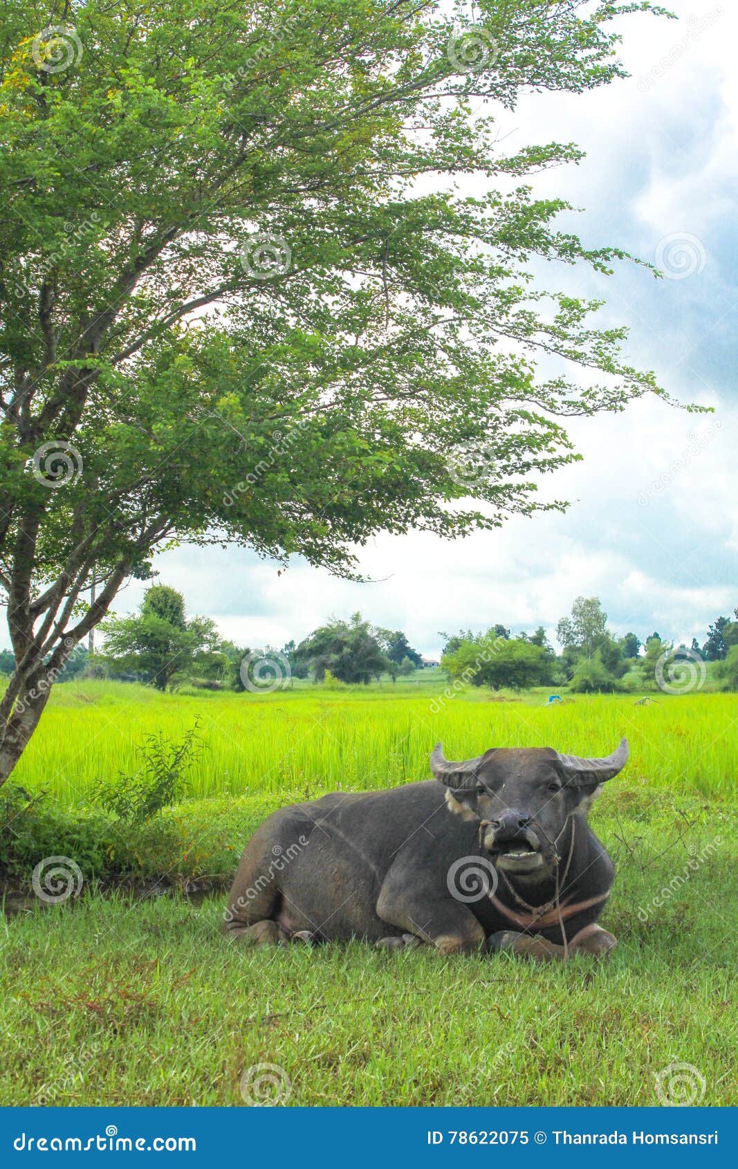 Buffalo Relaxing Under the Tree Stock Image - Image of mammal, power ...