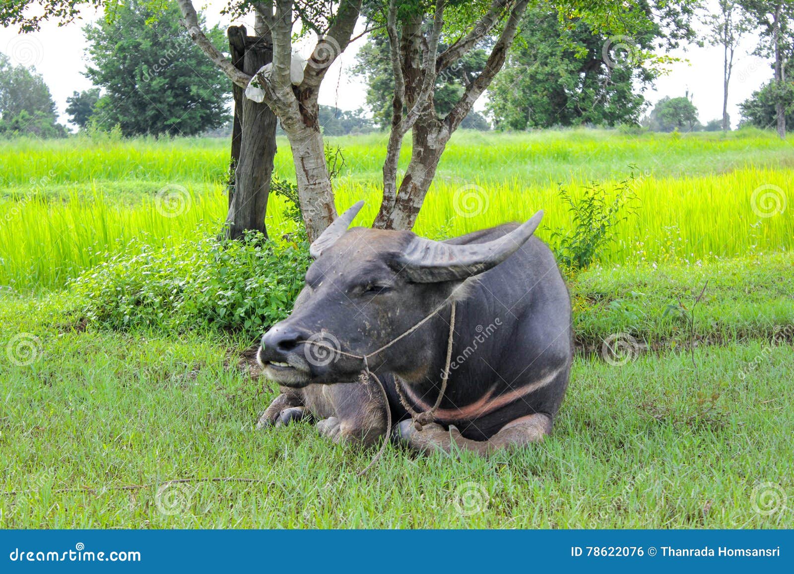 Buffalo Relaxing Under the Tree Stock Photo - Image of tree, bull: 78622076