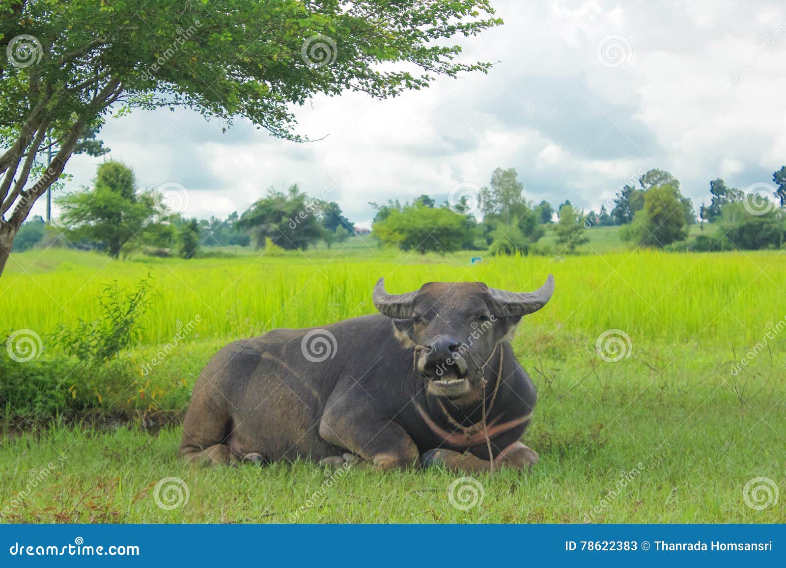 Buffalo Relaxing Under the Tree Stock Image - Image of heavy, lookong ...