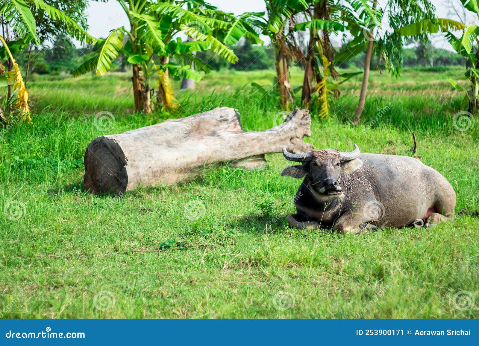 Buffalo Resting beside the Log Stock Image - Image of bull, nature ...