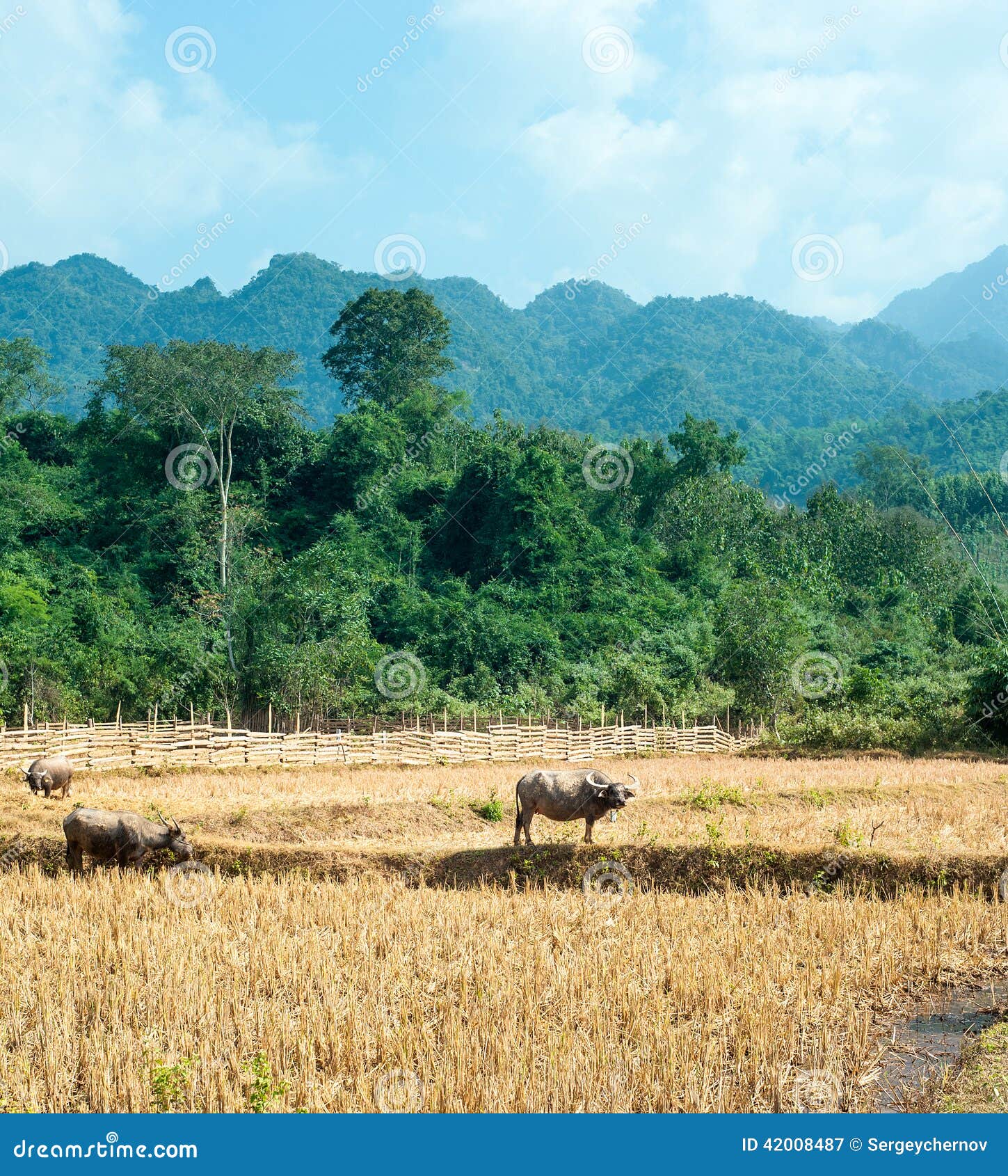 Buffalo on rice field stock image. Image of destination - 42008487