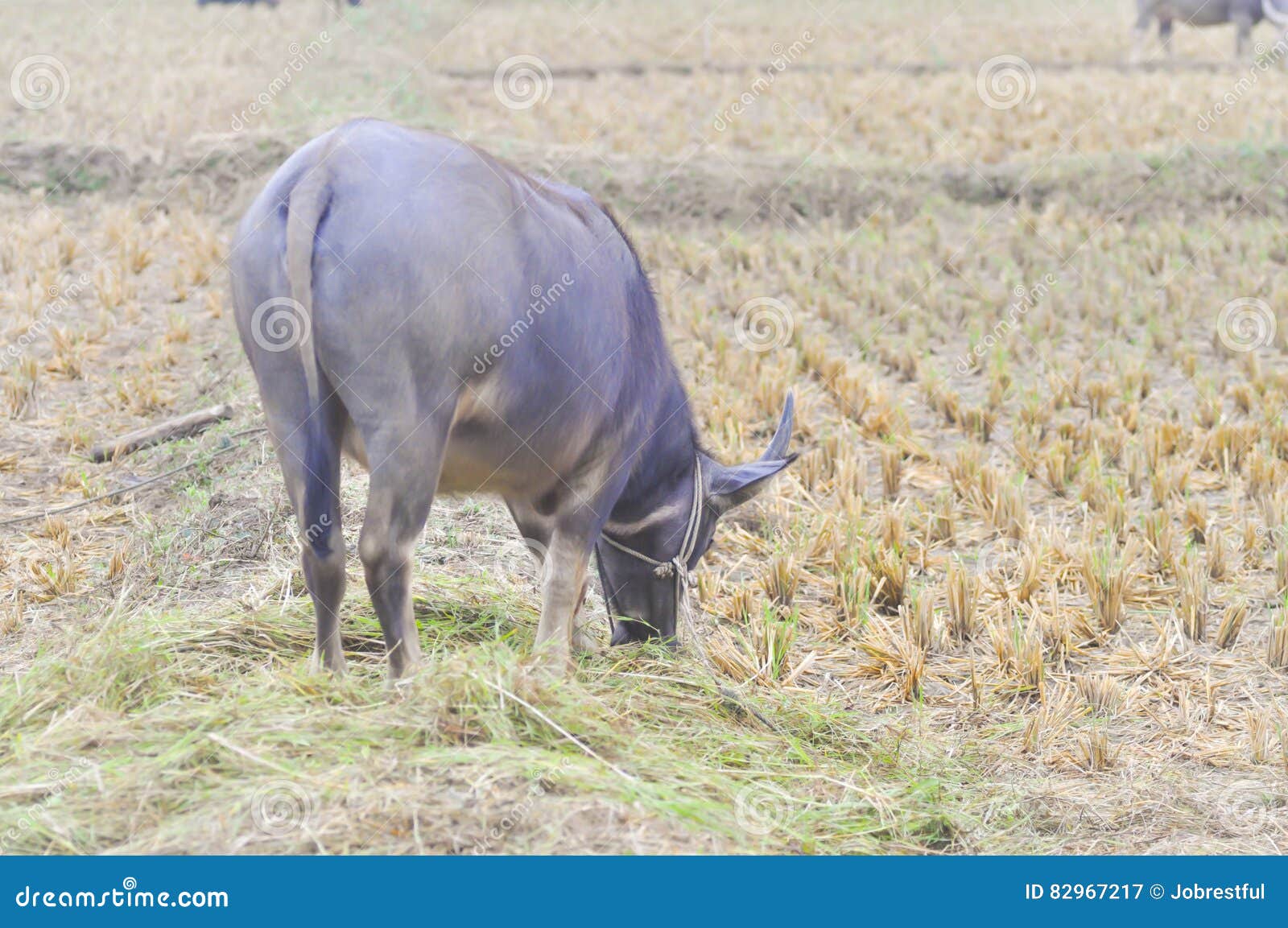 Buffalo in the rice field stock image. Image of water - 82967217