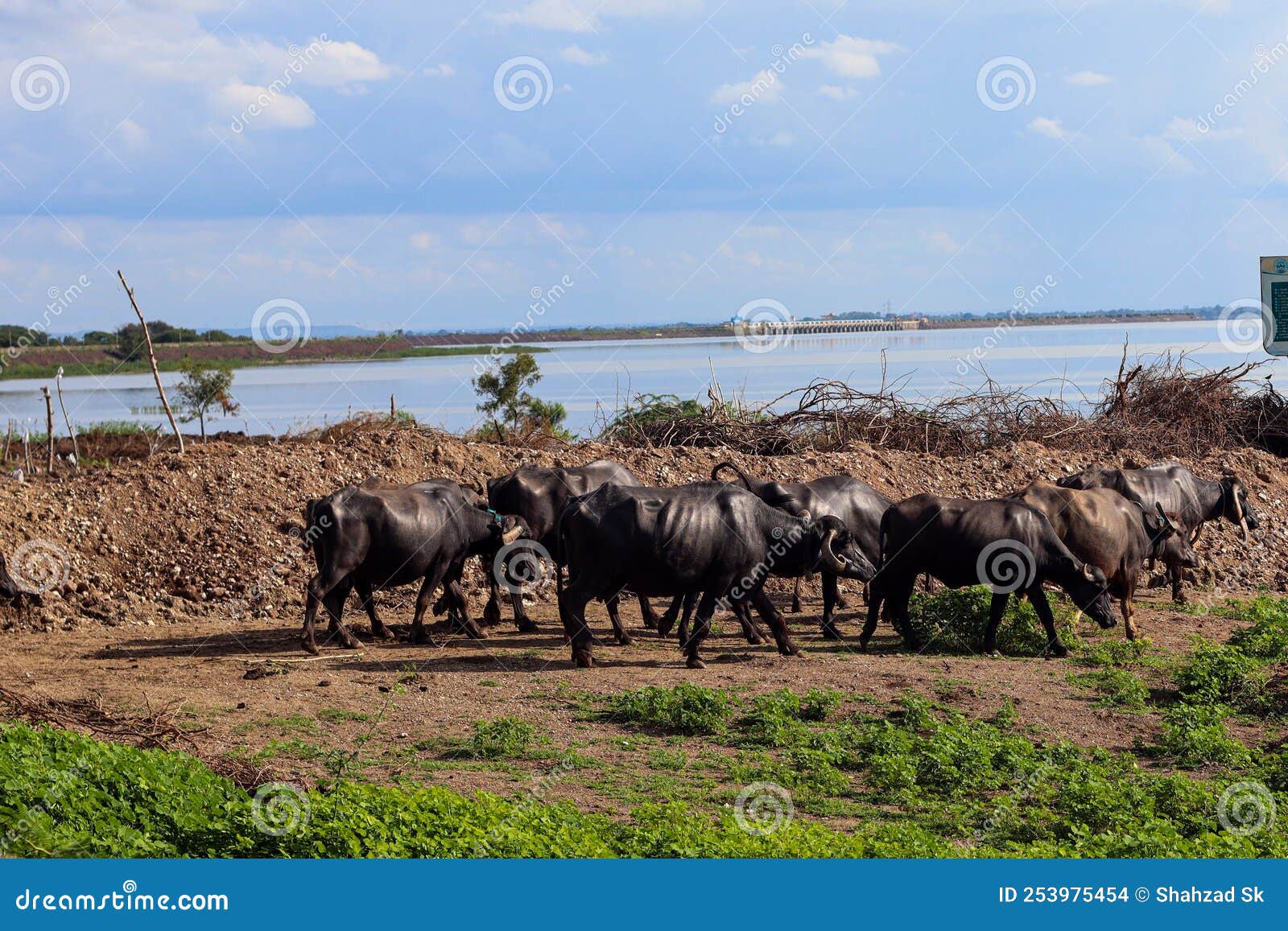 The Buffalo is Roaming in the Forest Stock Photo - Image of grassland ...
