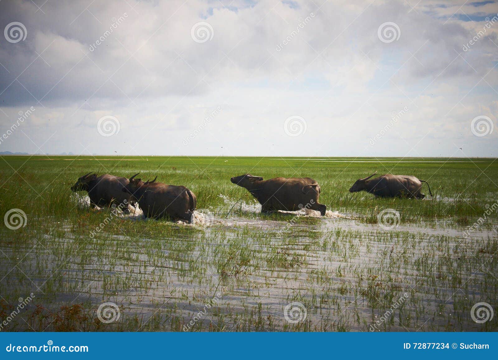 Buffalo run on water. stock photo. Image of happiness - 72877234