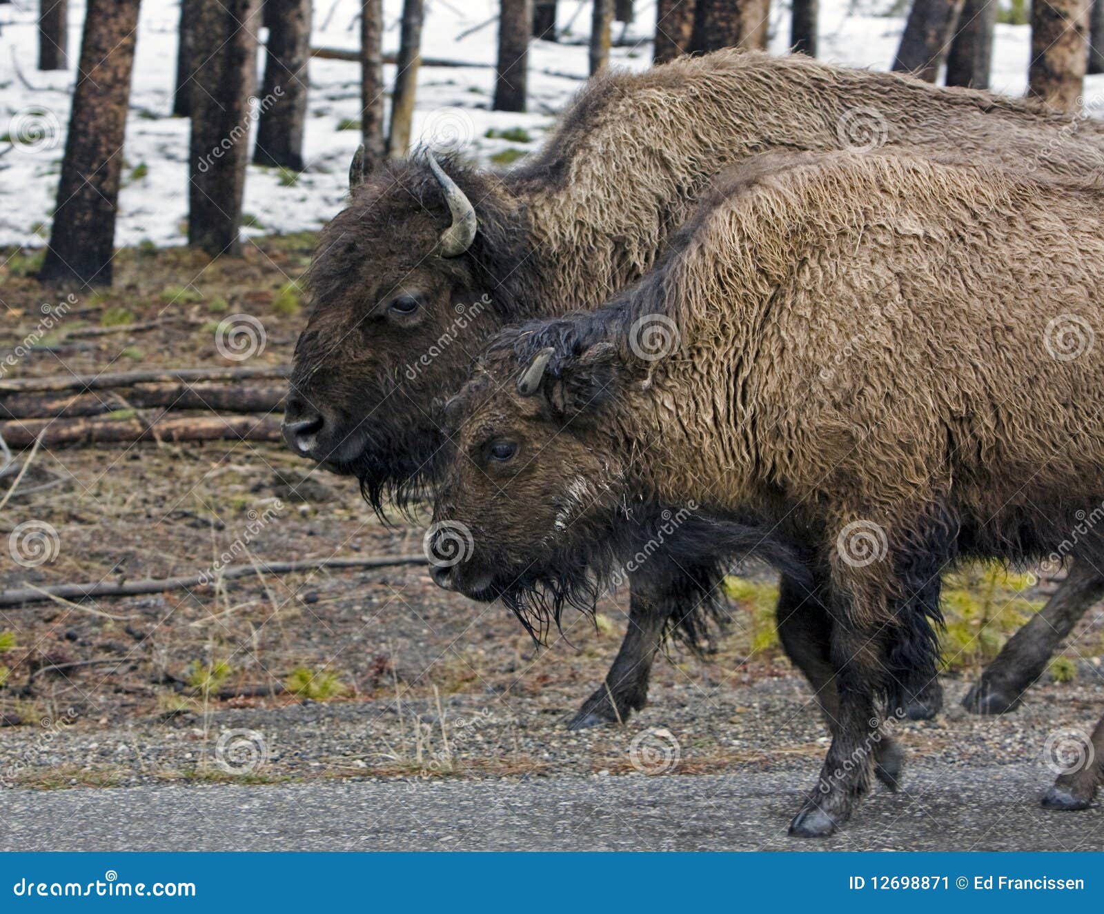 Buffalo s on the road stock image. Image of spring, bison - 12698871