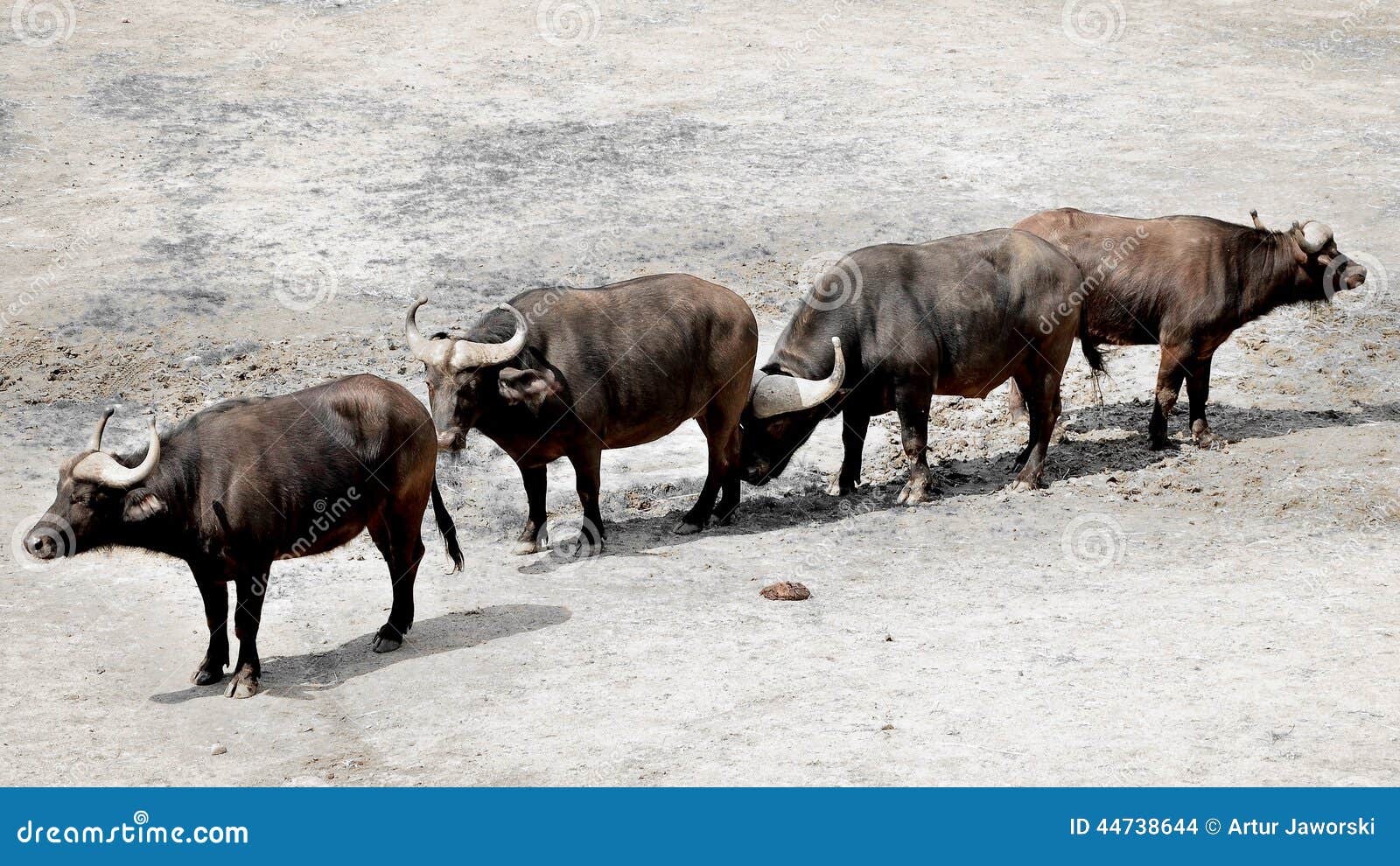 Buffalo stock photo. Image of city, birds, leaves, green - 44738644
