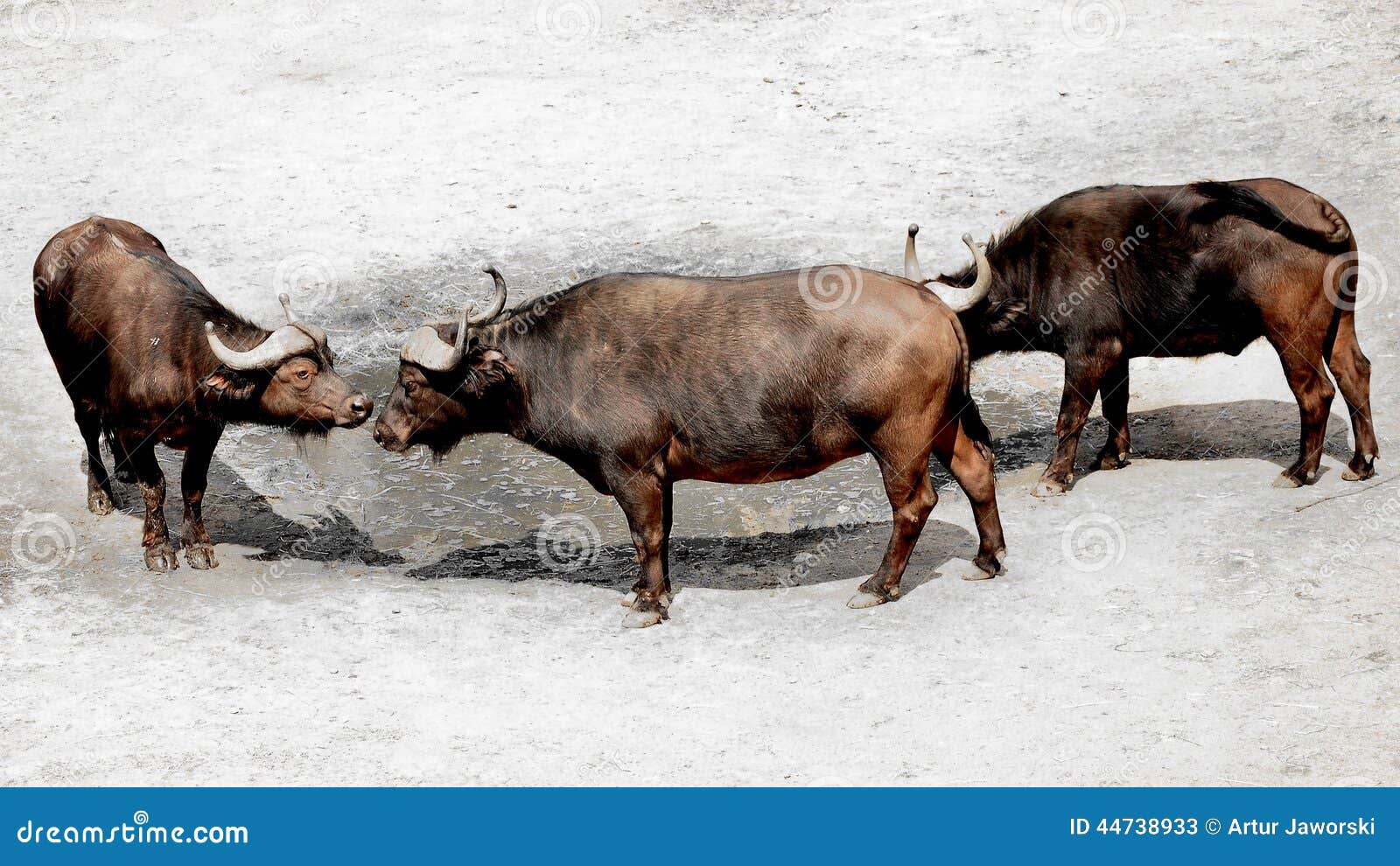 Buffalo stock image. Image of leaves, animals, night - 44738933