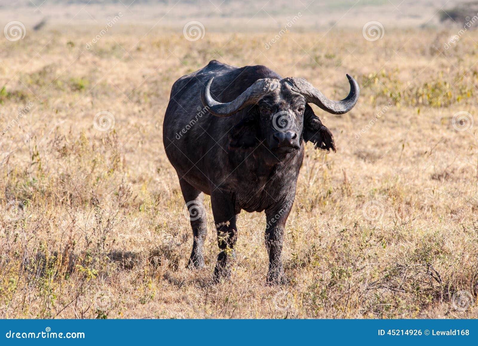 Buffalo stock photo. Image of wildlife, hooves, wilderness - 45214926