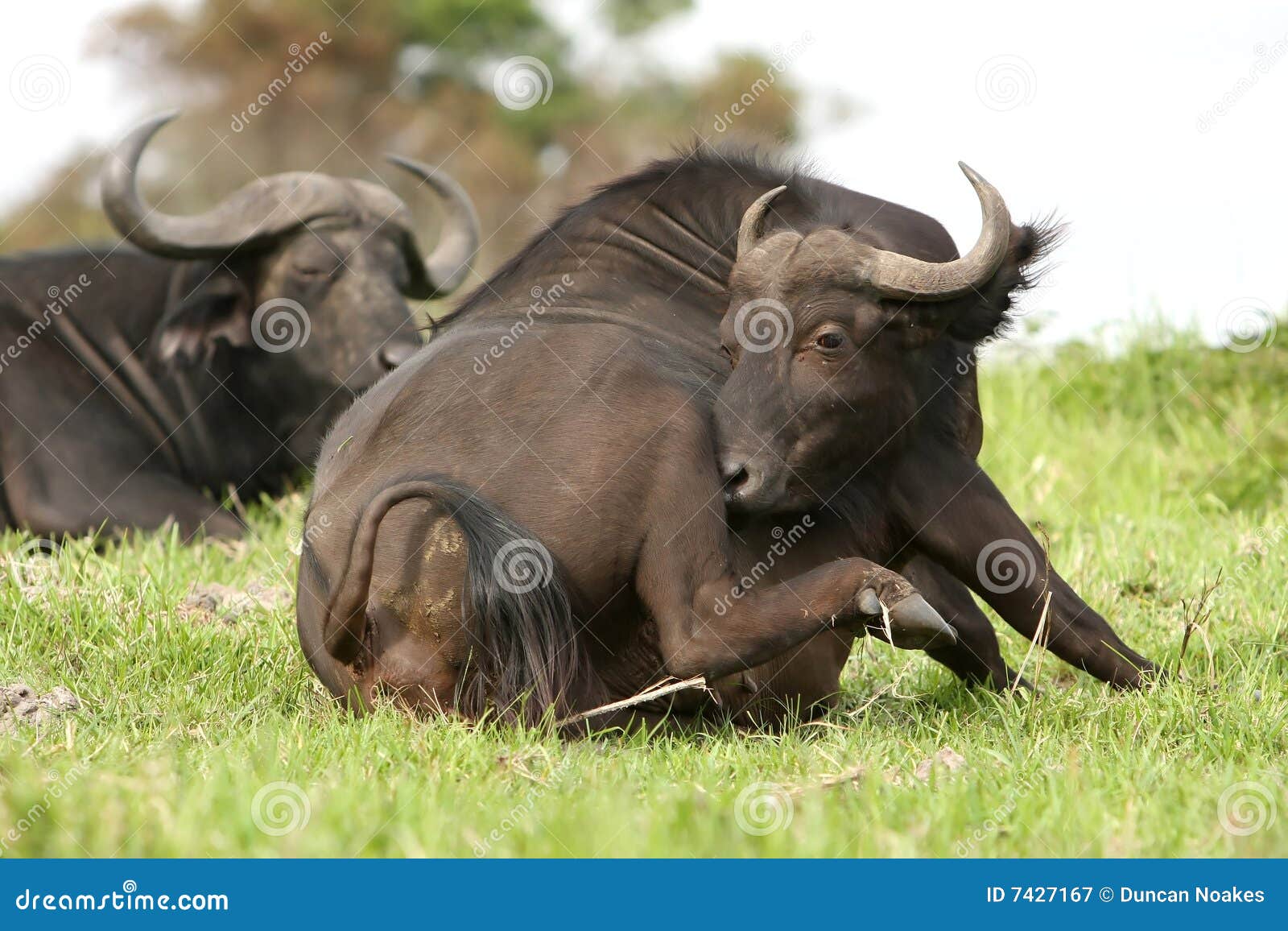 Buffalo Scratch stock image. Image of graze, native, backside - 7427167