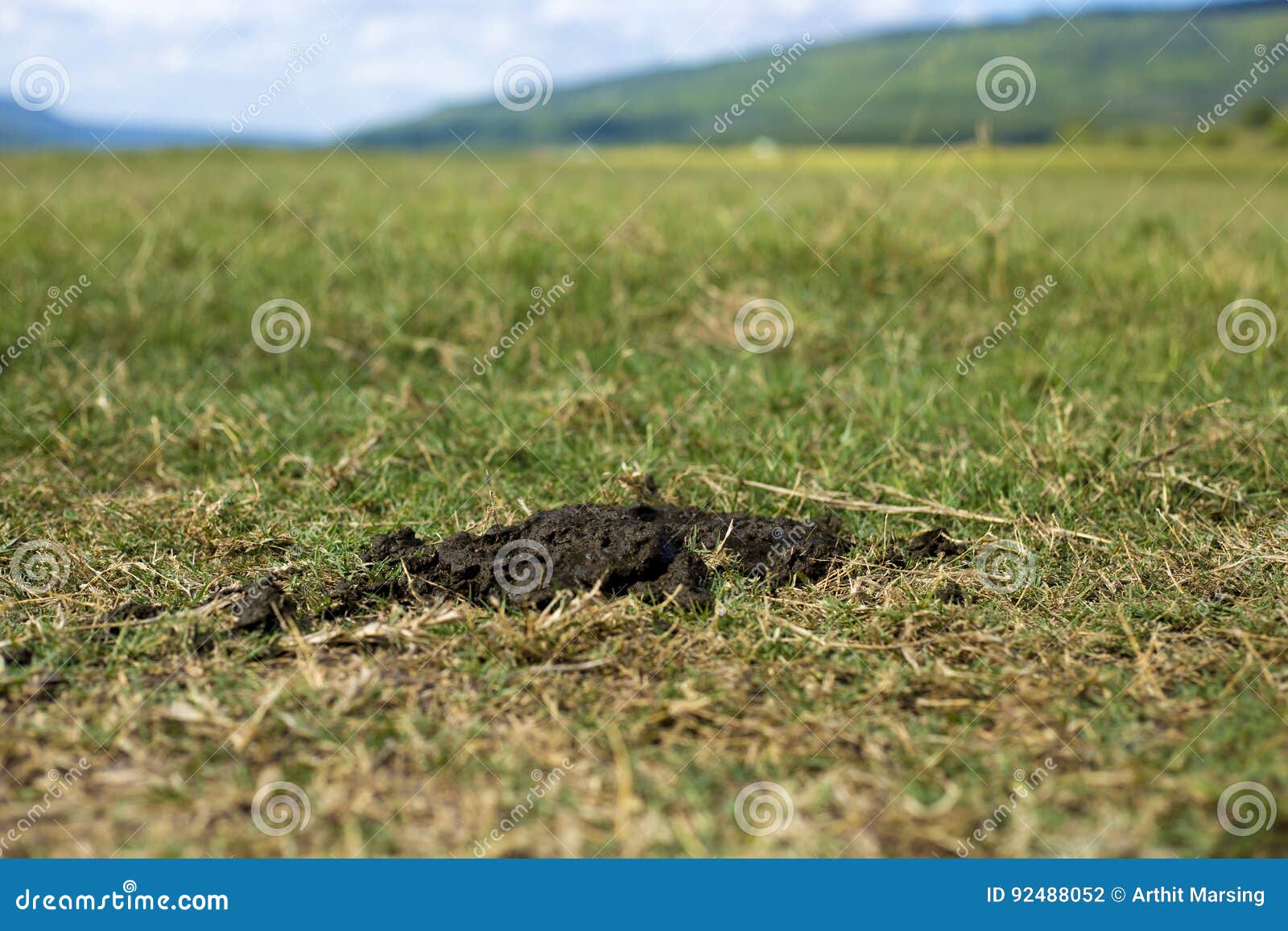 Buffalo Shit on the Grass Field. Stock Photo - Image of nature, natural ...