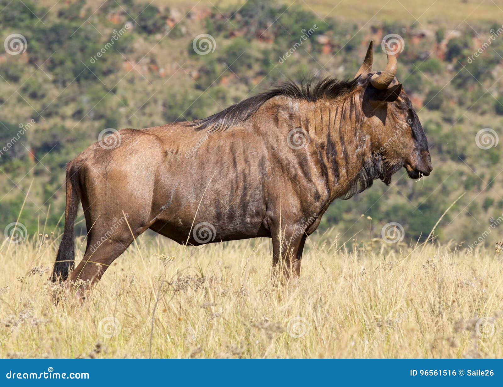 Buffalo stock photo. Image of african, wild, side, buffalo - 96561516