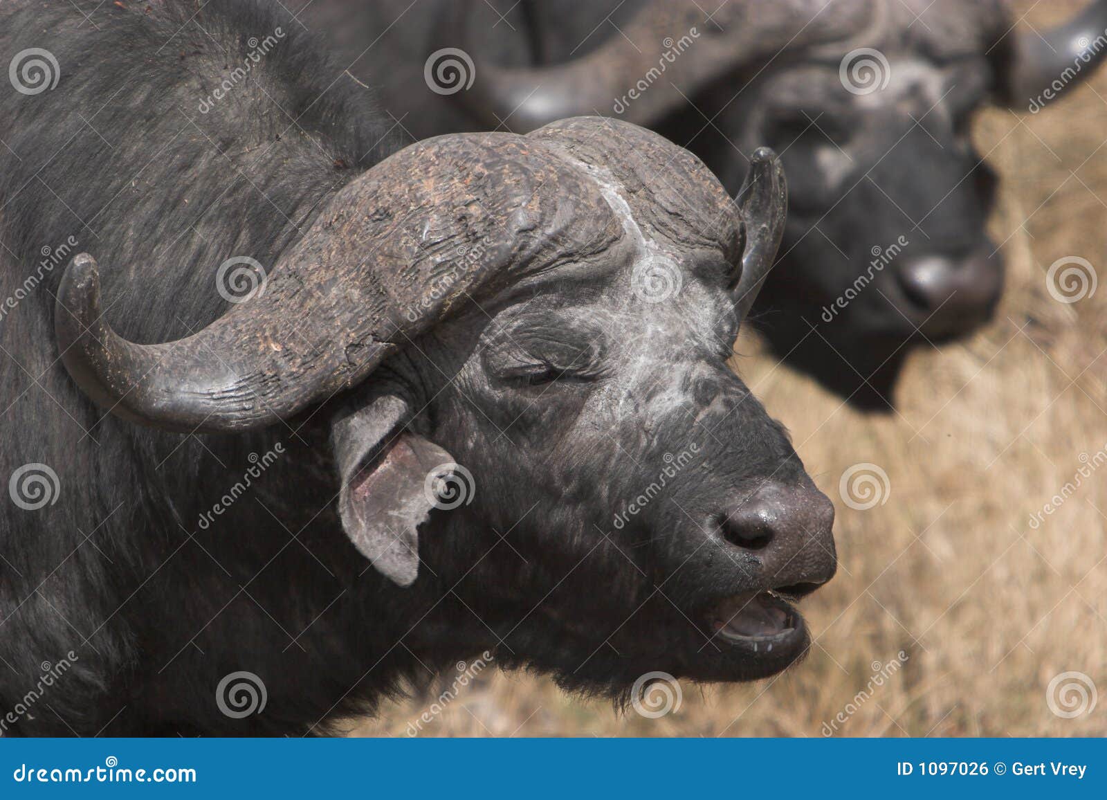 Buffalo singing stock photo. Image of masculine, hunt - 1097026