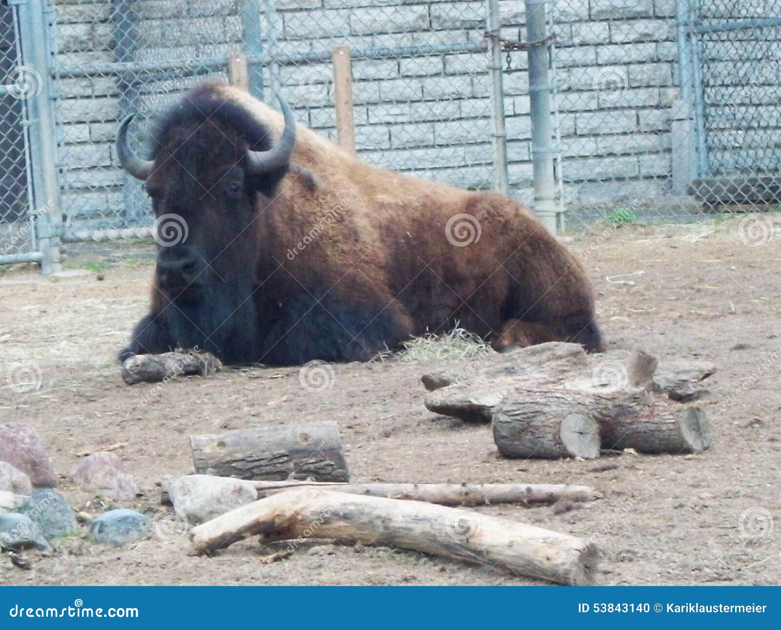 Buffalo stock photo. Image of relaxing, minnesota, front - 53843140
