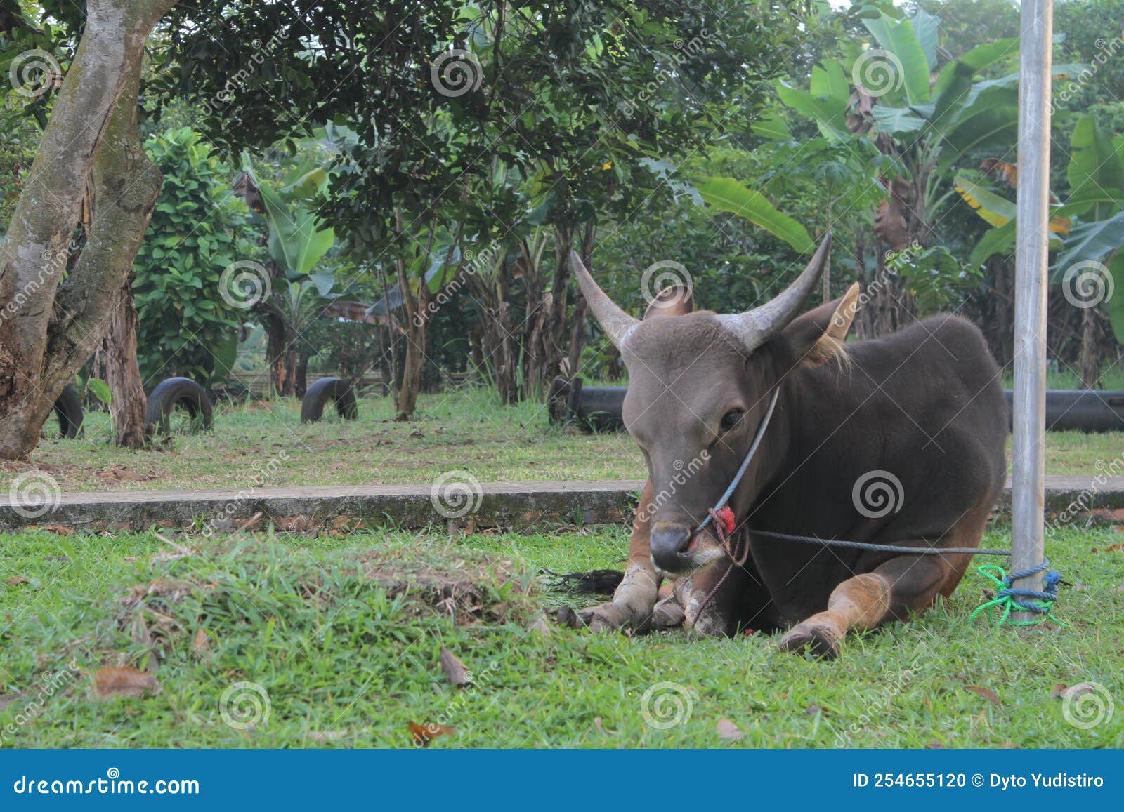 Buffalo is Sitting on the Grass Stock Photo - Image of safari, bull ...