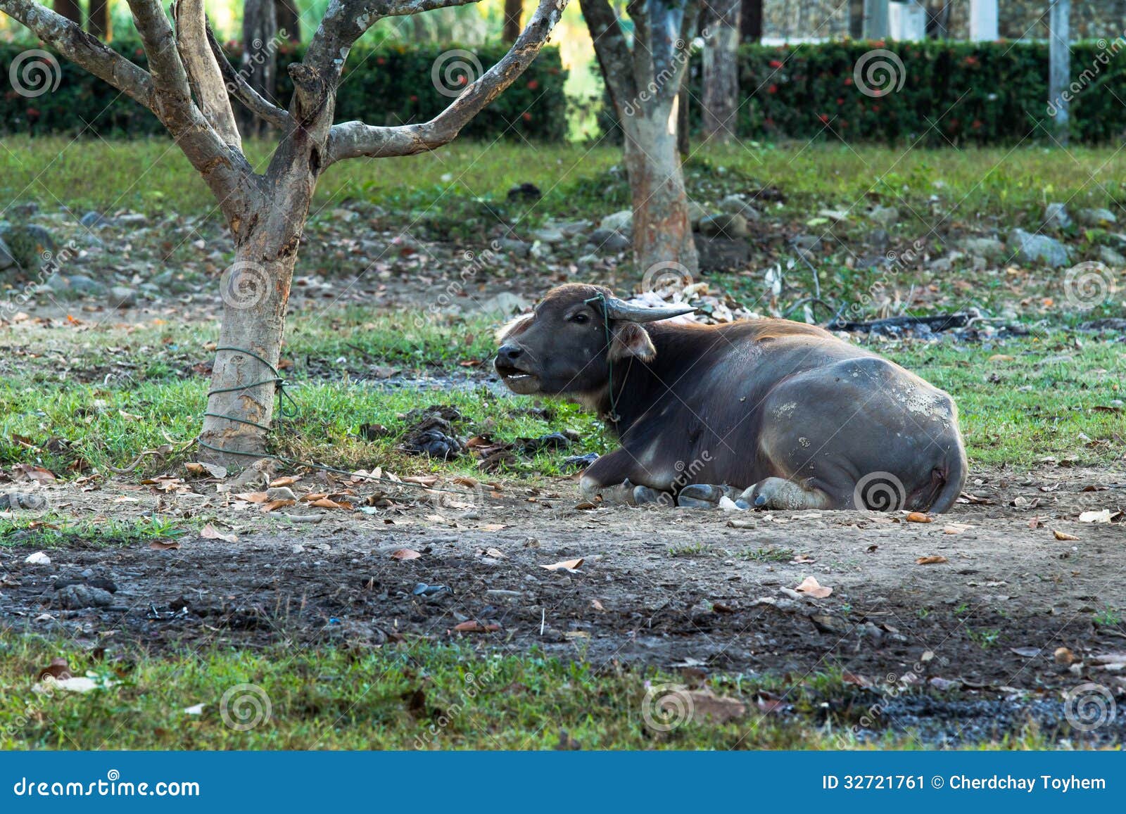 Buffalo Sitting on the Grass Stock Image - Image of asian, buffalo ...