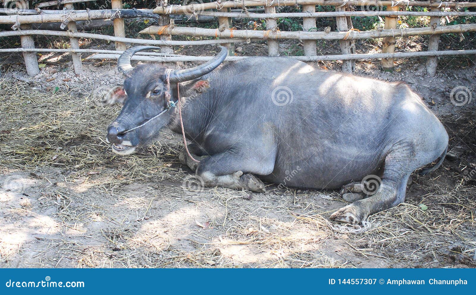 Buffalo Sitting on the Ground Stock Image - Image of large, agriculture ...