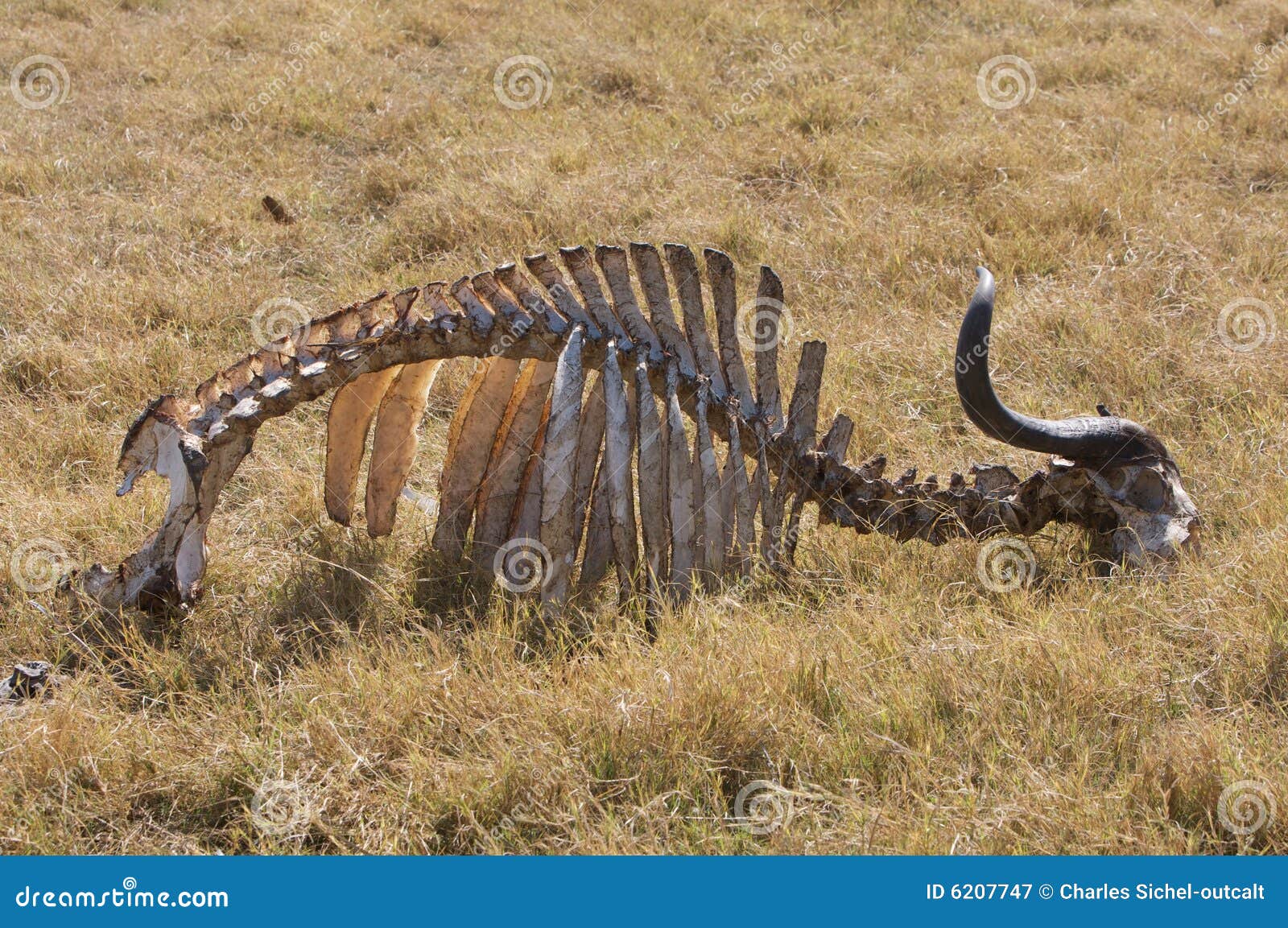 Buffalo Skeleton Royalty Free Stock Photography - Image: 6207747