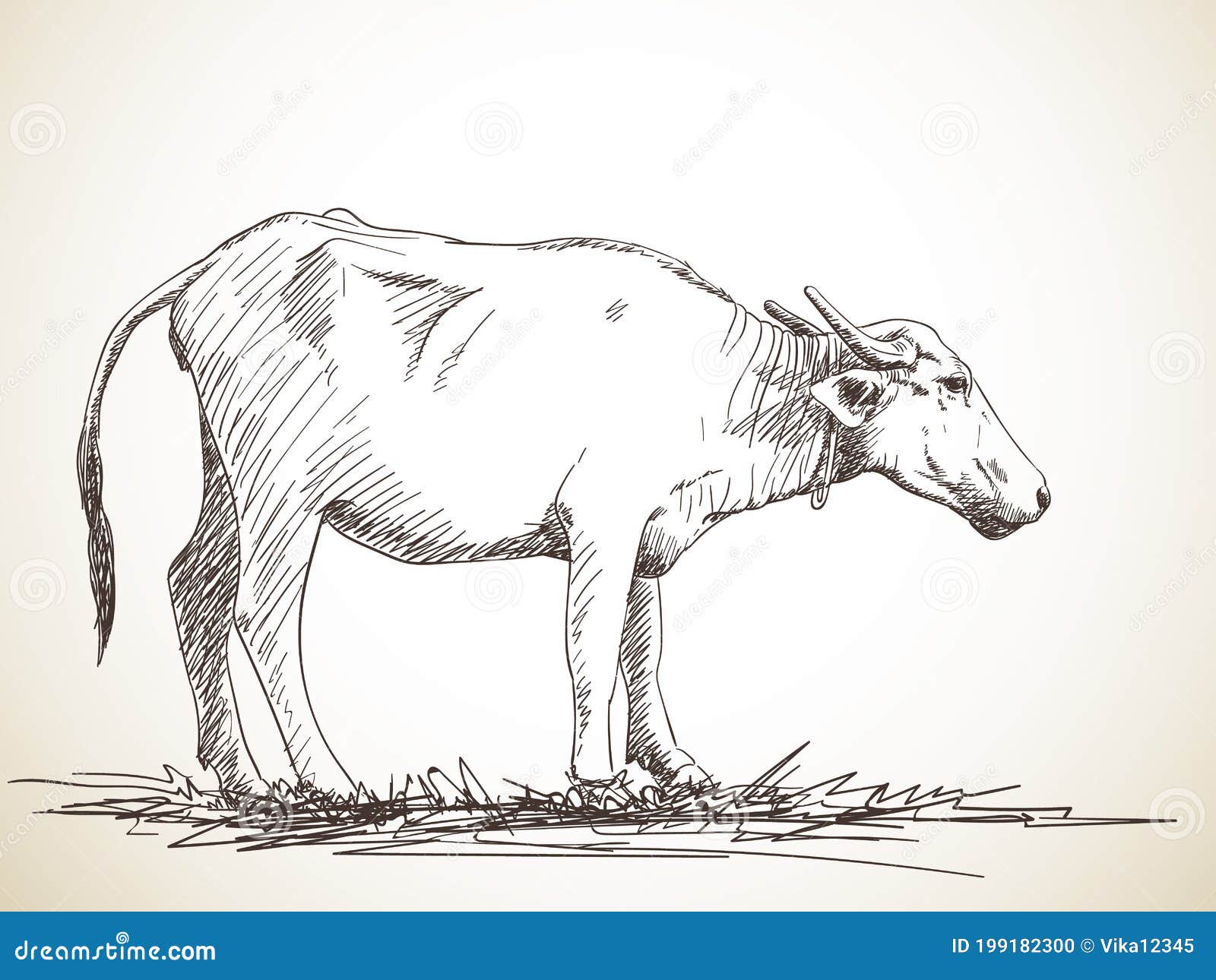 Sketch of Buffalo, Hand Drawn Stock Vector - Illustration of bull ...