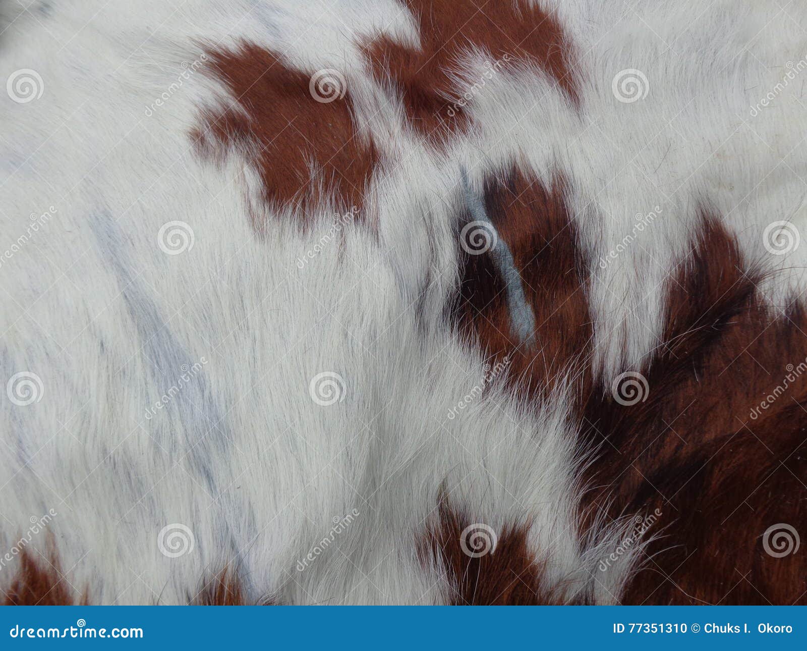 Buffalo skin pattern stock photo. Image of large, spotted - 77351310