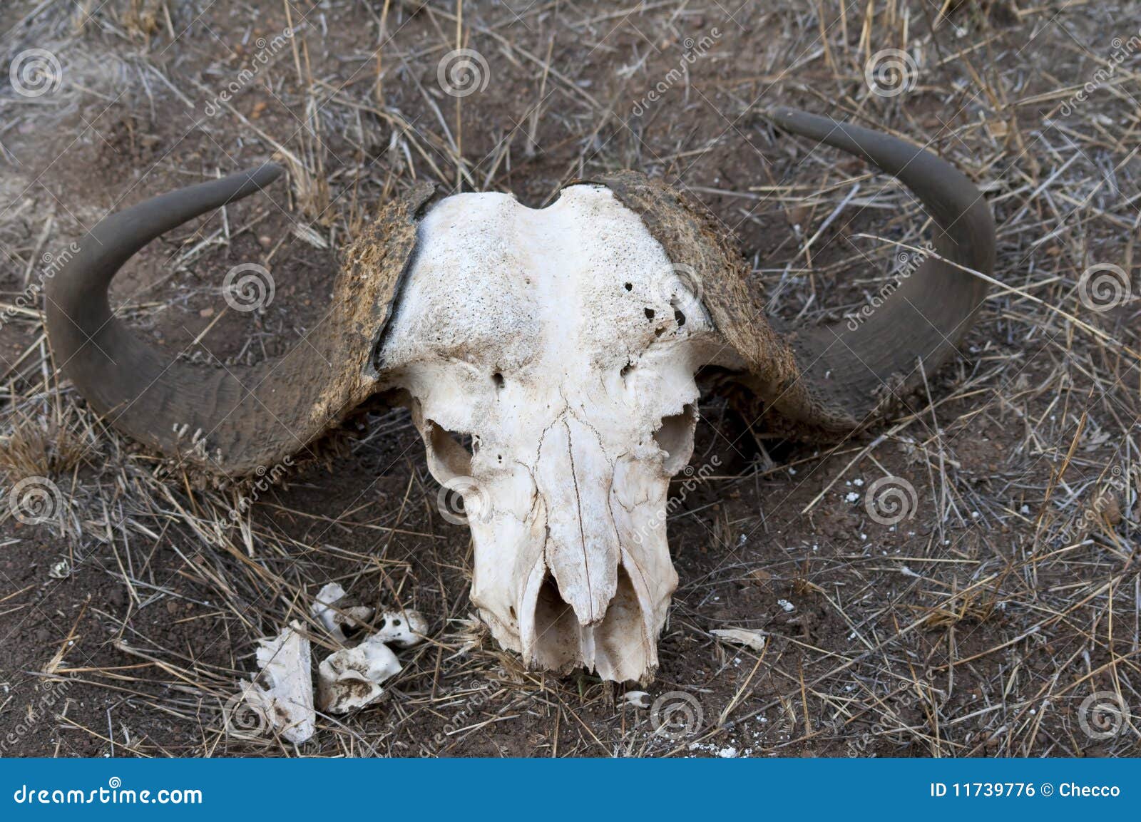 Buffalo Skull stock photo. Image of death, animal, black - 11739776