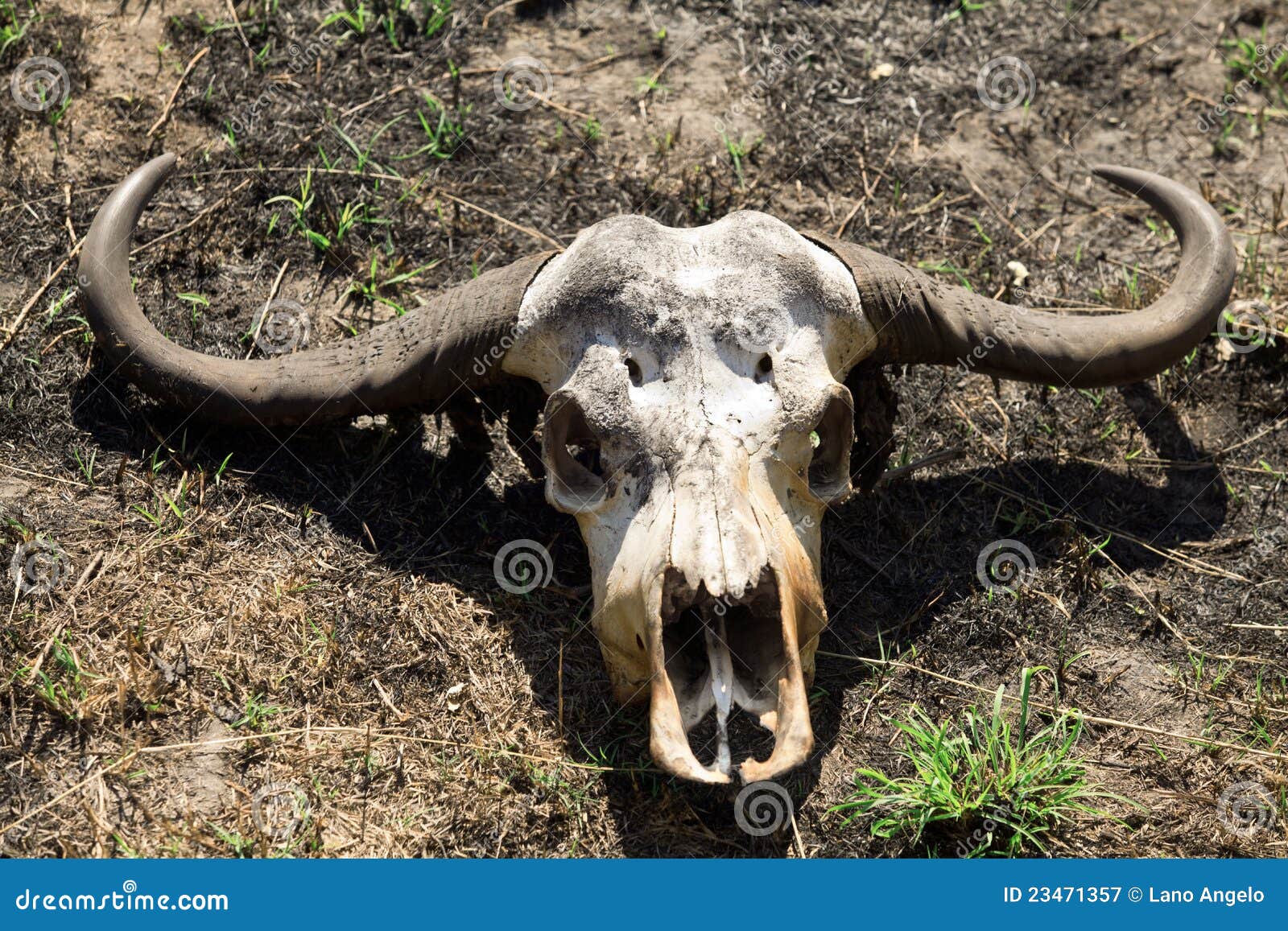 Buffalo skull stock image. Image of death, botswana, skull - 23471357