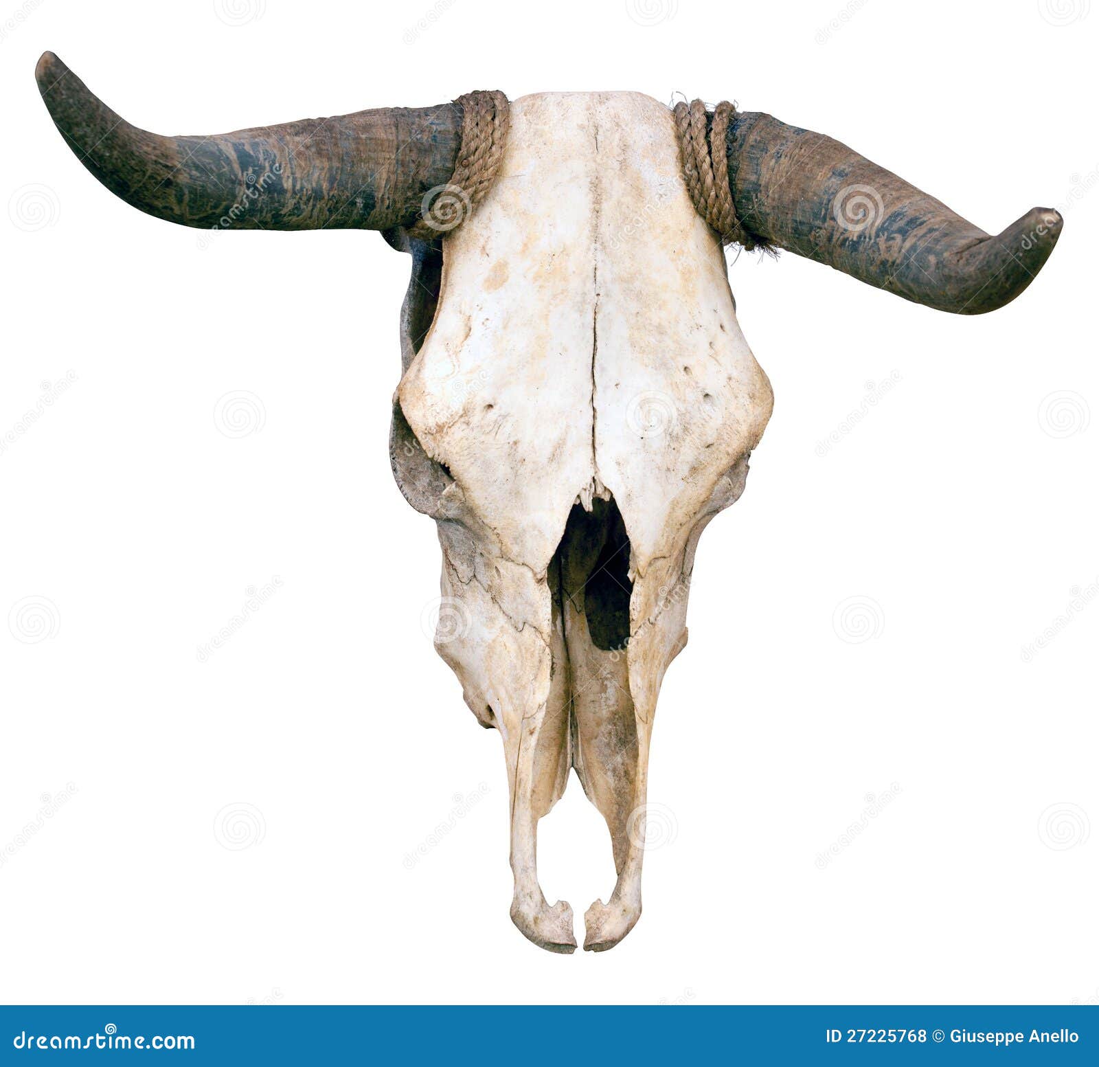 Buffalo skull stock photo. Image of background, equipment - 27225768