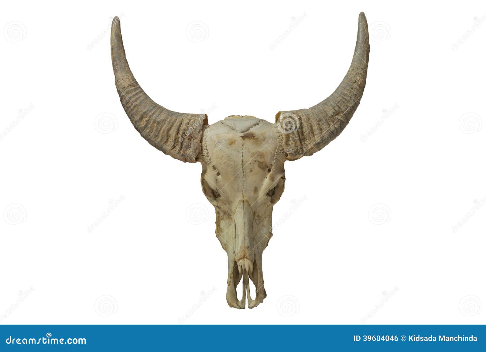 Buffalo skull stock photo. Image of banner, buffalo, desert - 39604046