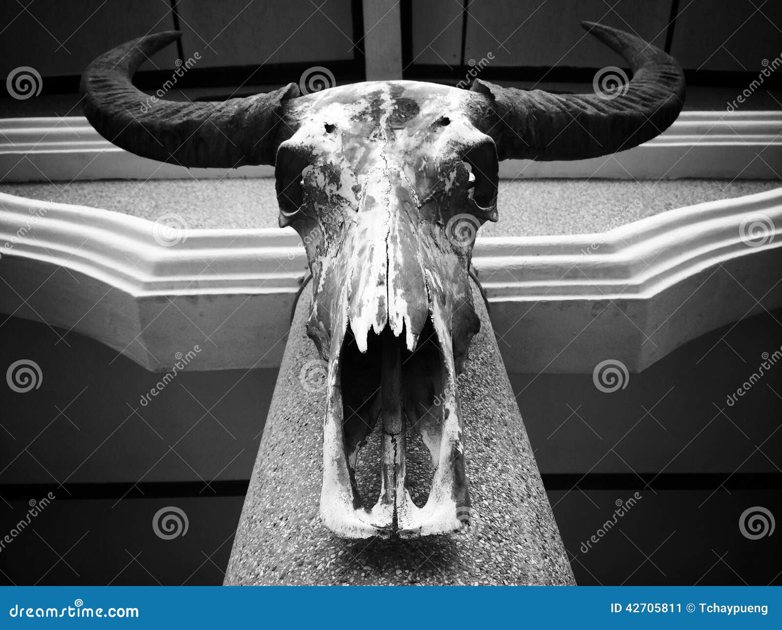 Buffalo skull stock image. Image of death, buffalo, skull - 42705811