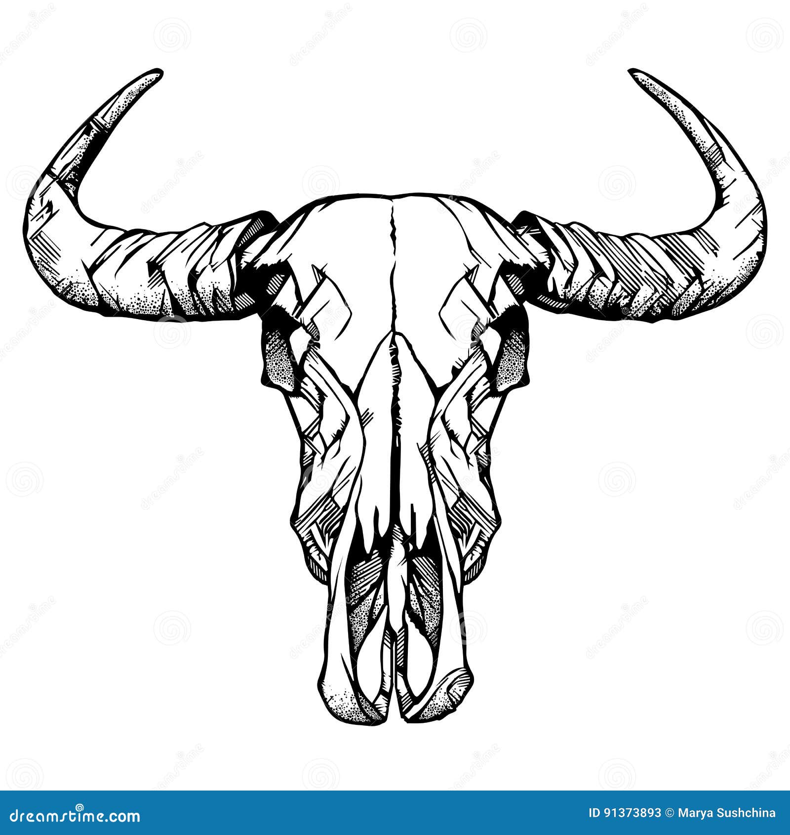 Buffalo Skull- Hand Drawn Vector Illustration, Isolated on White ... Buffalo Skull- Hand Drawn Vector Illustration, Isolated on White ...