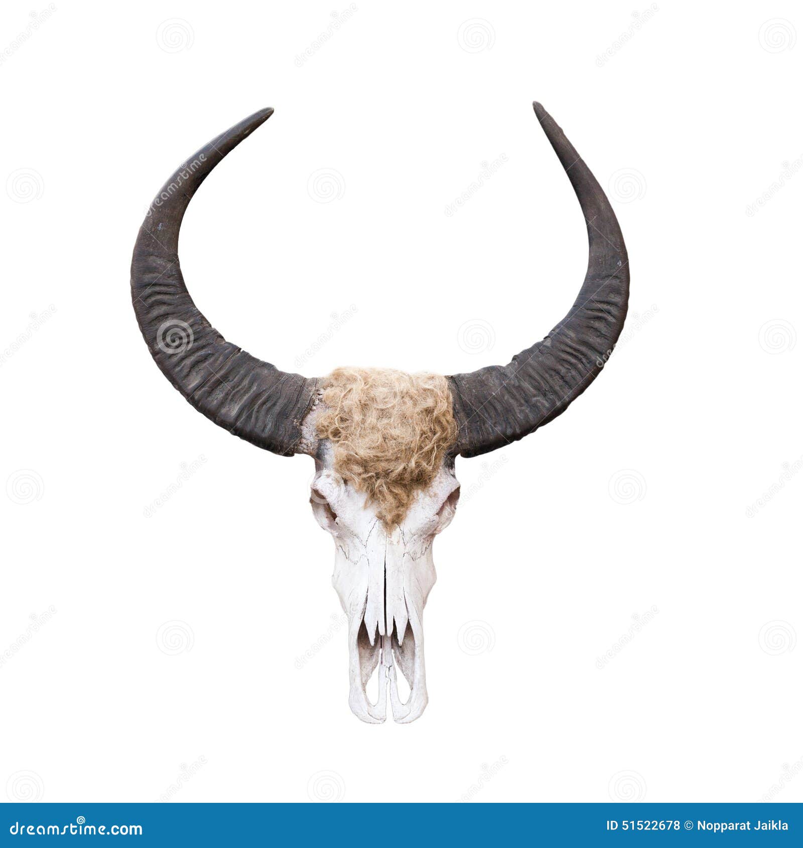Buffalo Skull Isolated on White Stock Photo - Image of dead, close ...