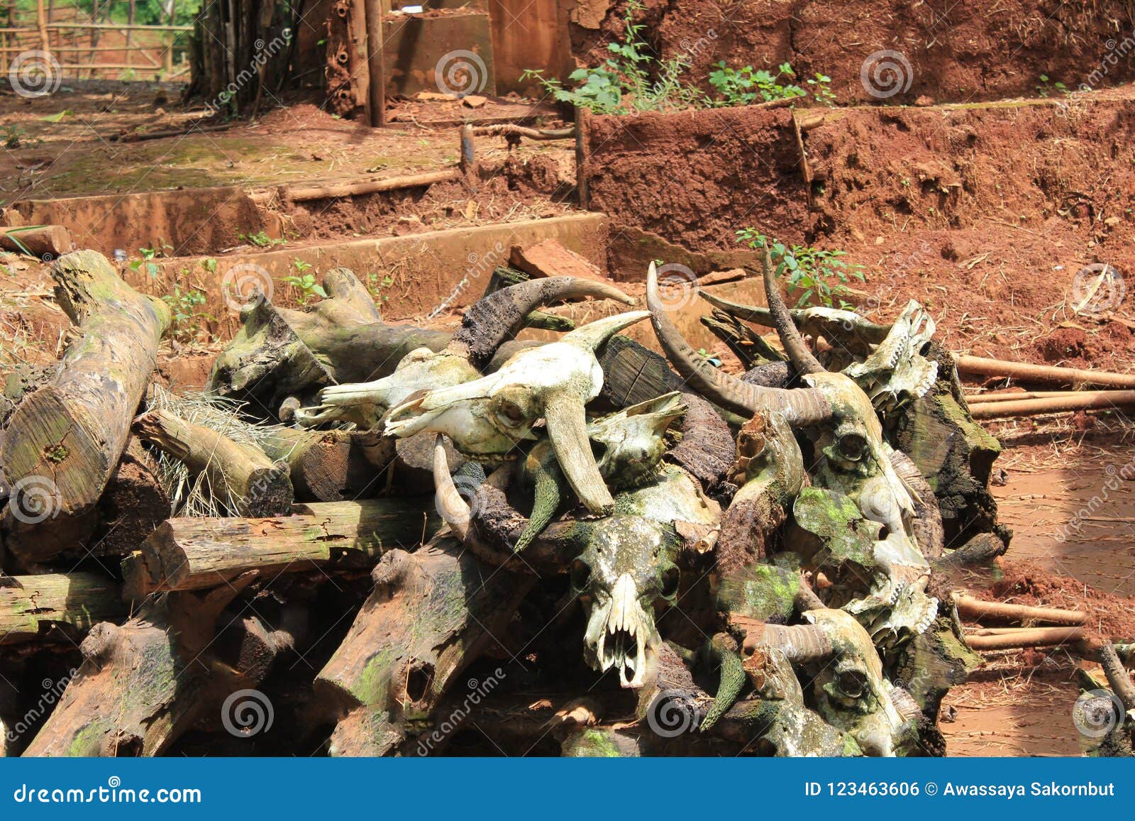 Buffalo Skulls on the Ground. Stock Photo - Image of green, nature ...