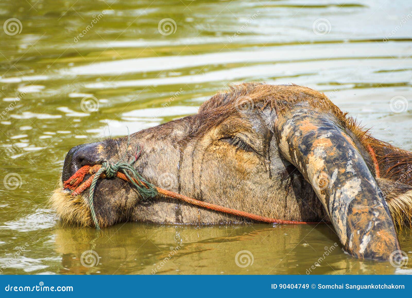 Buffalo Sleeping in Swamp in Rural Stock Image - Image of agriculture ...
