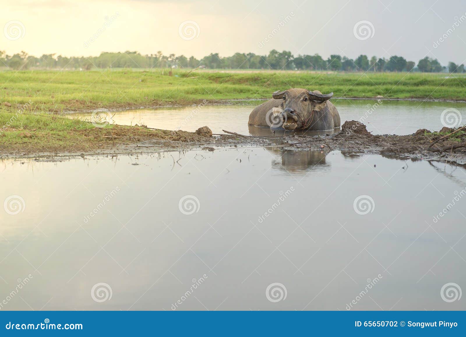 Buffalo sleeping in water stock photo. Image of mammal - 65650702