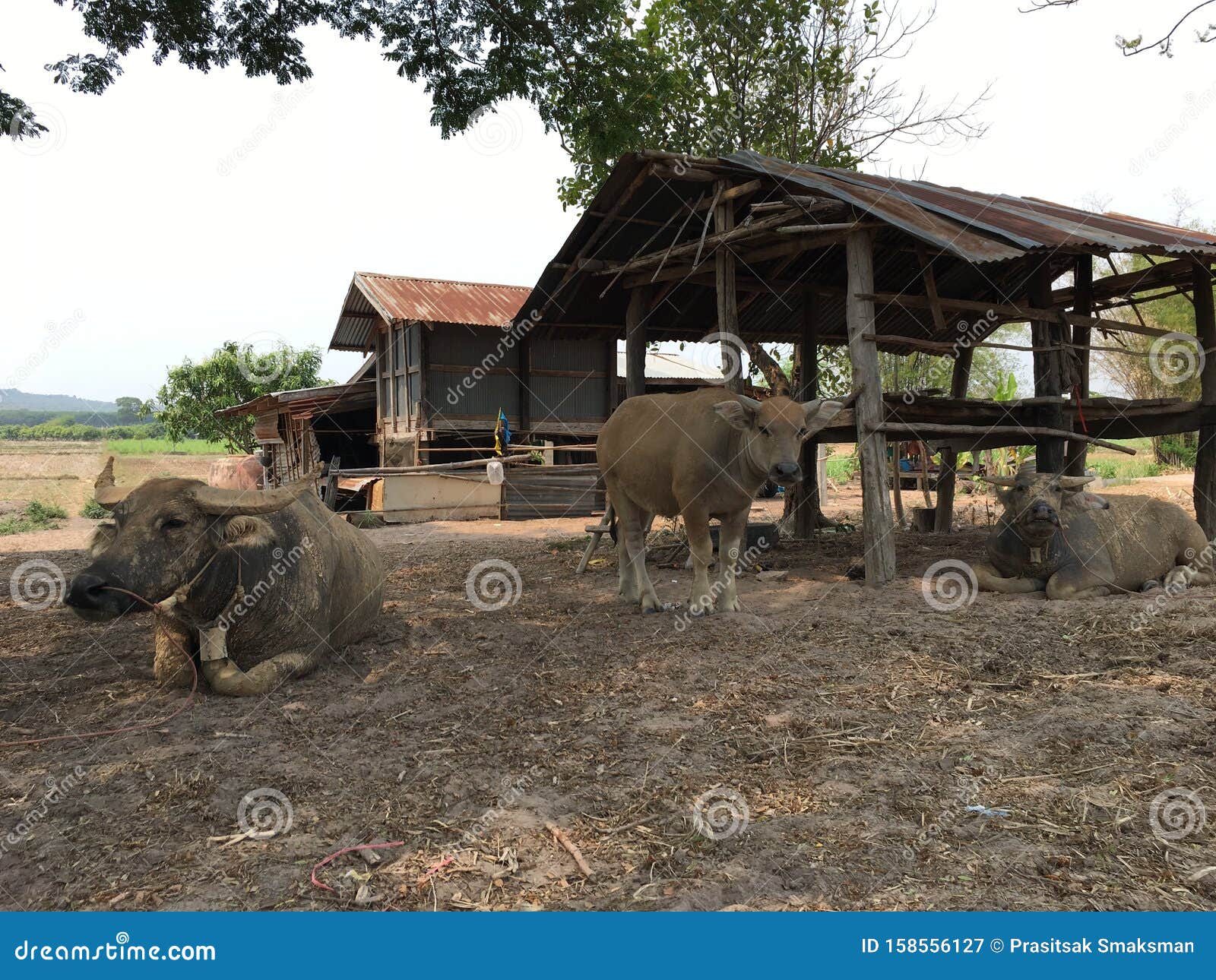 Buffalo relaxing stock image. Image of buffalo, courtyard - 158556127